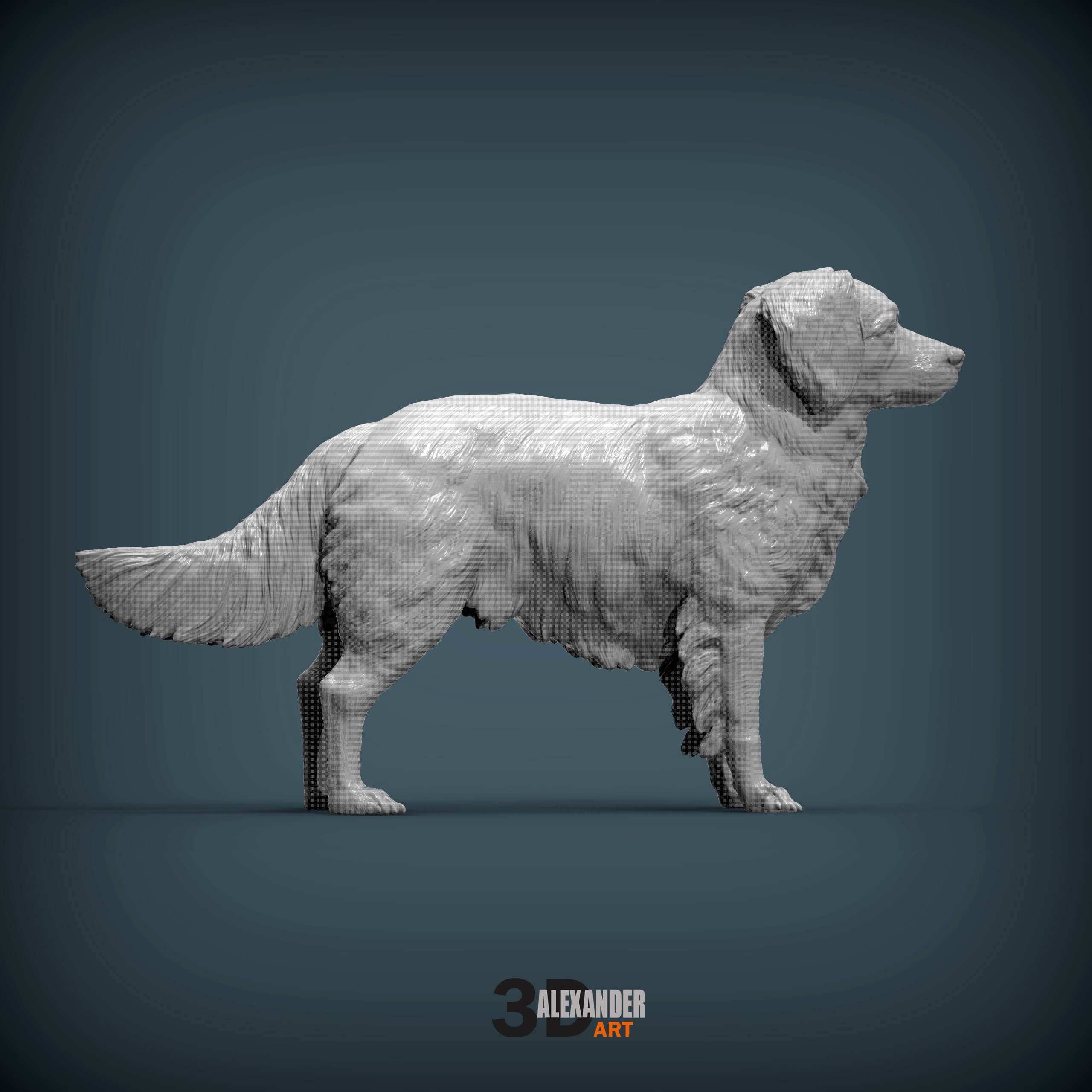 Dutch Kooiker Dog - 3D Model by Alexander3dart