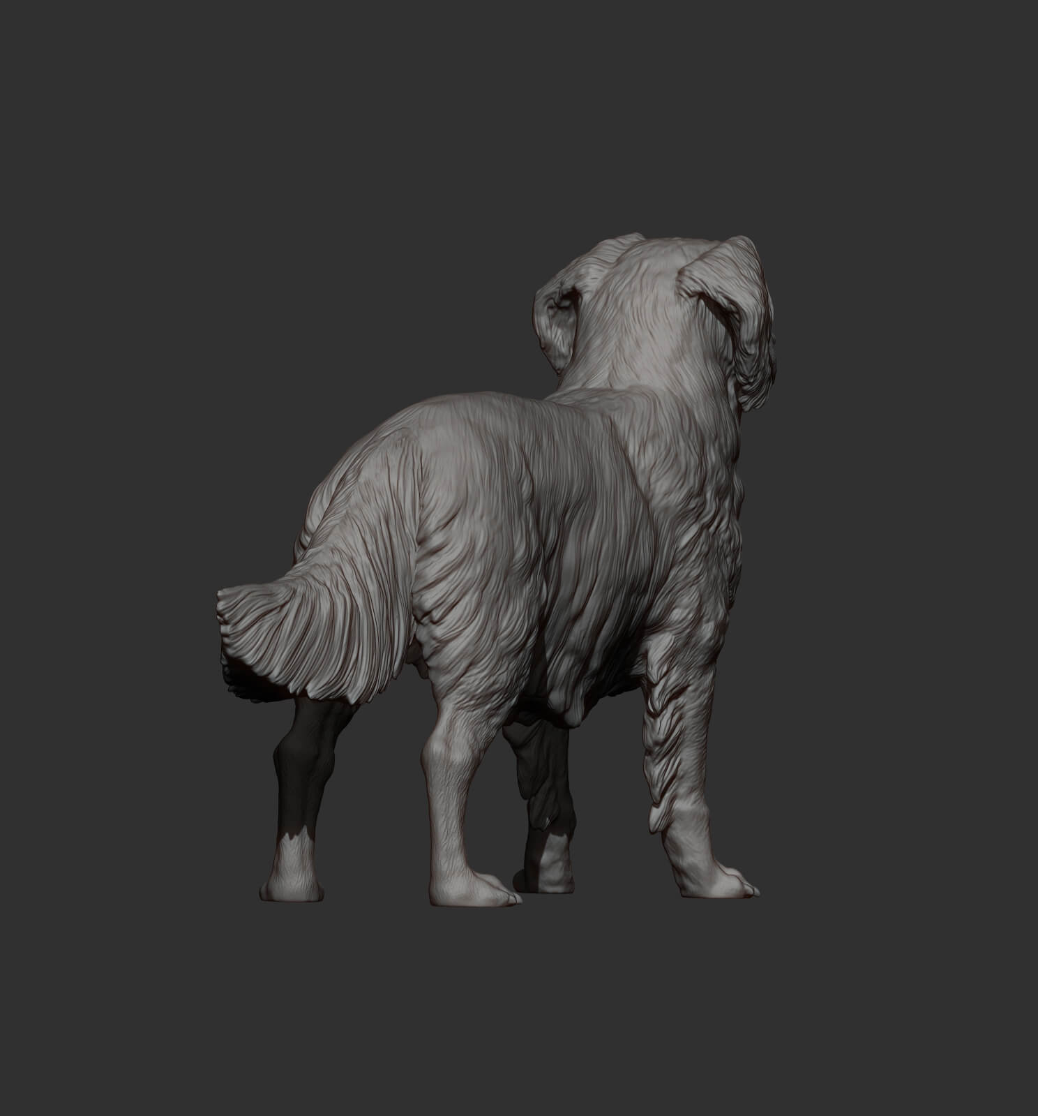 Dutch Kooiker Dog - 3D Model by Alexander3dart