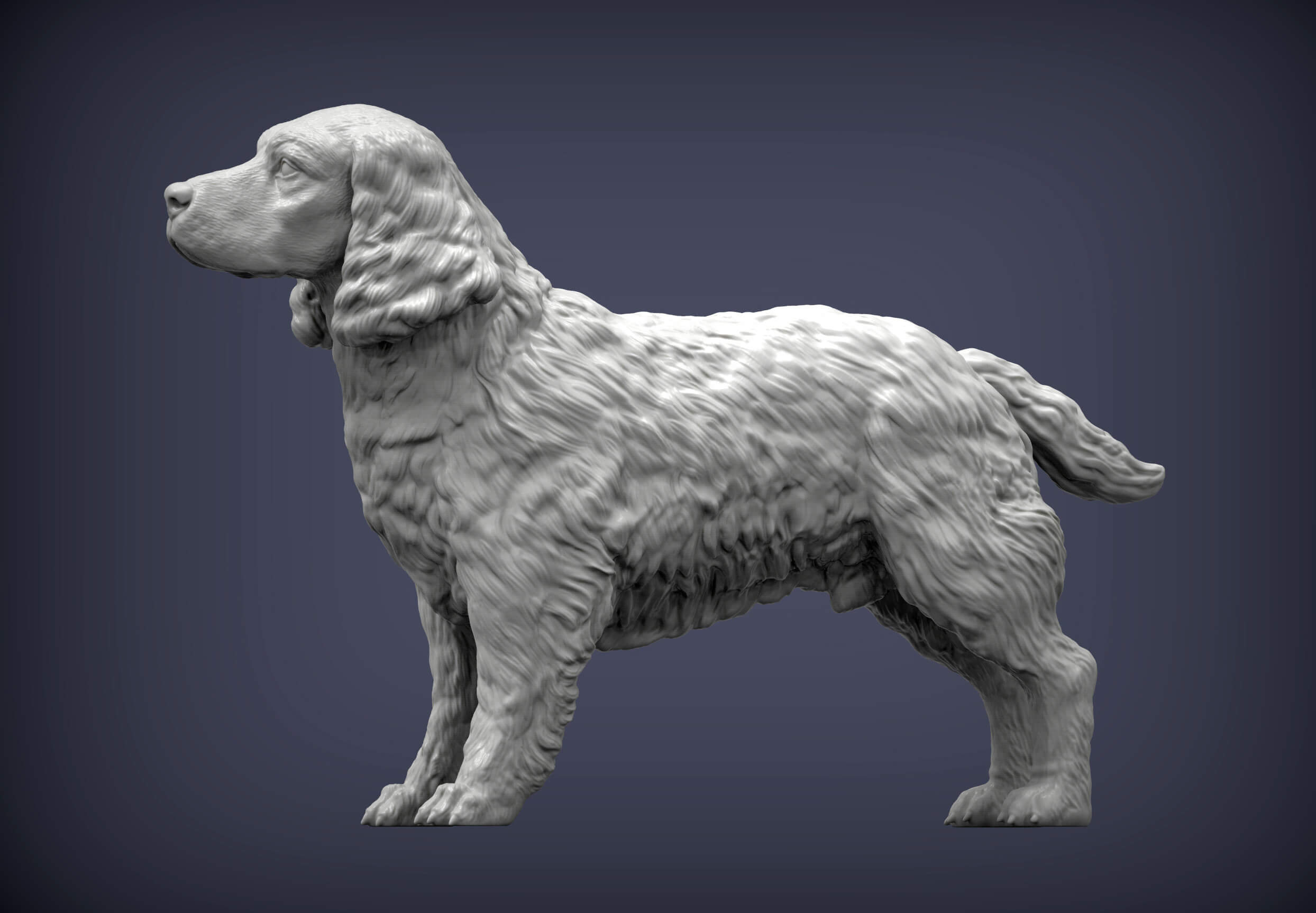 English Springer Spaniel 3D Print Model by Alexander3dart
