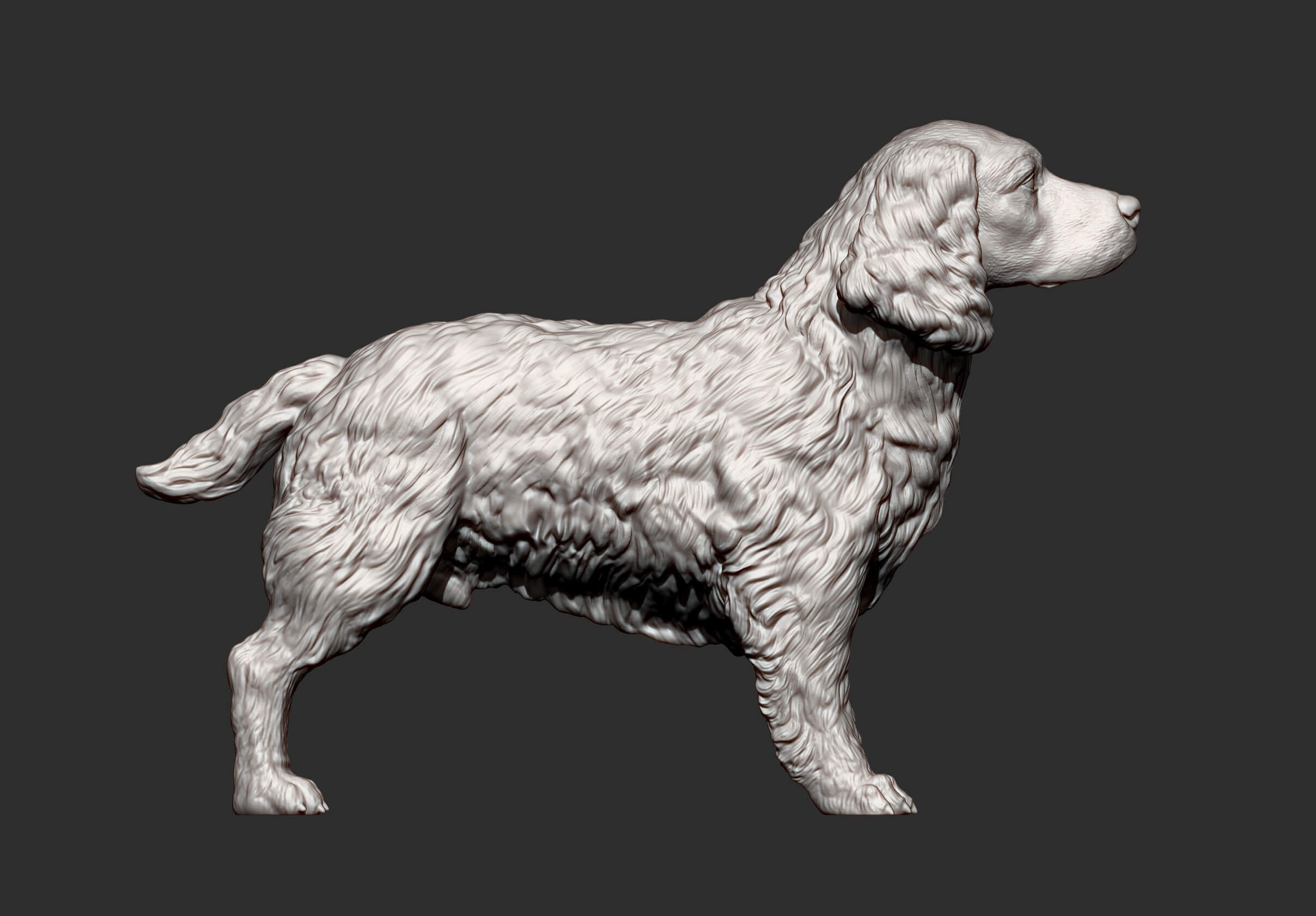 English Springer Spaniel 3D Print Model by Alexander3dart