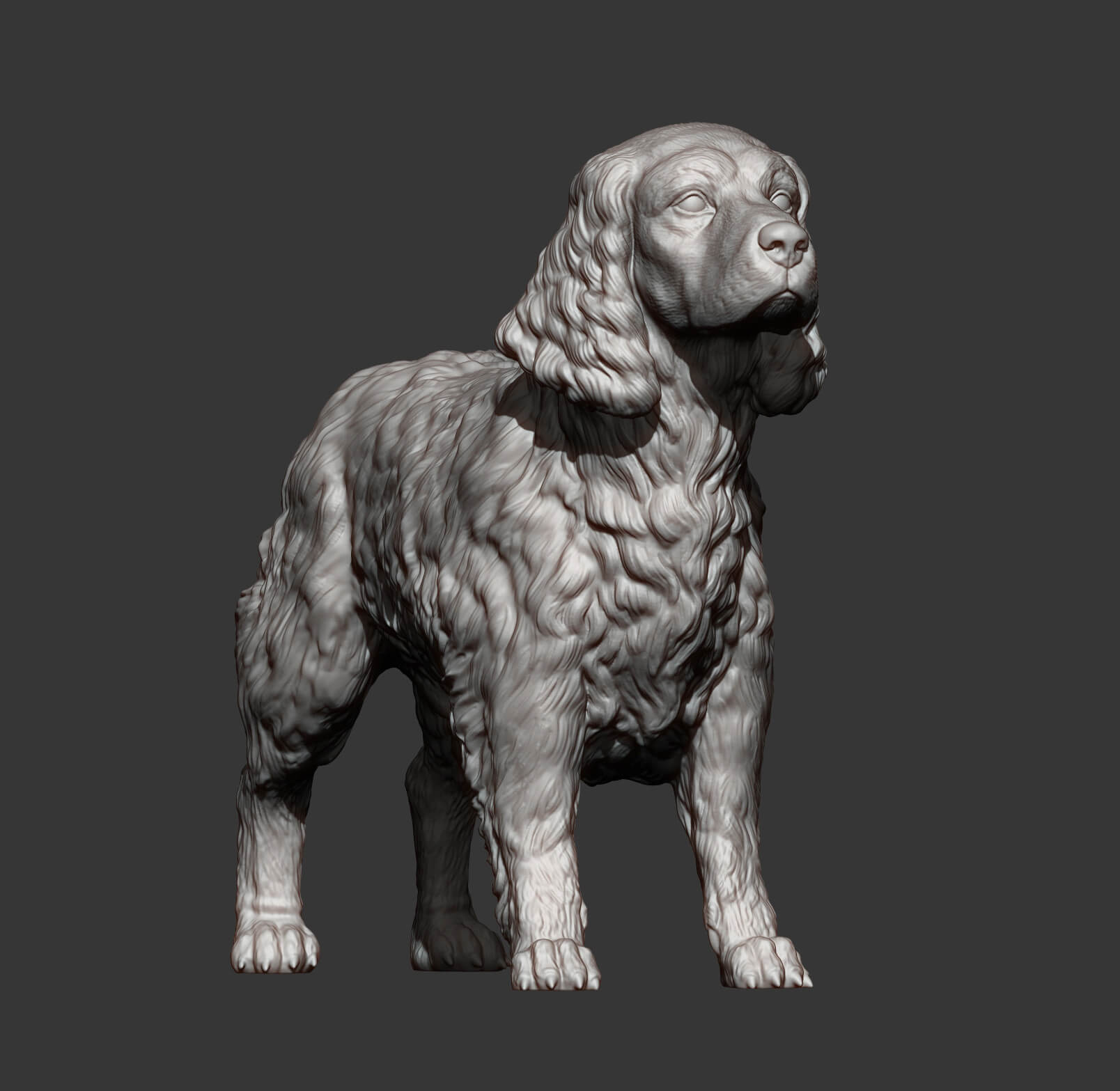 English Springer Spaniel 3D Print Model by Alexander3dart