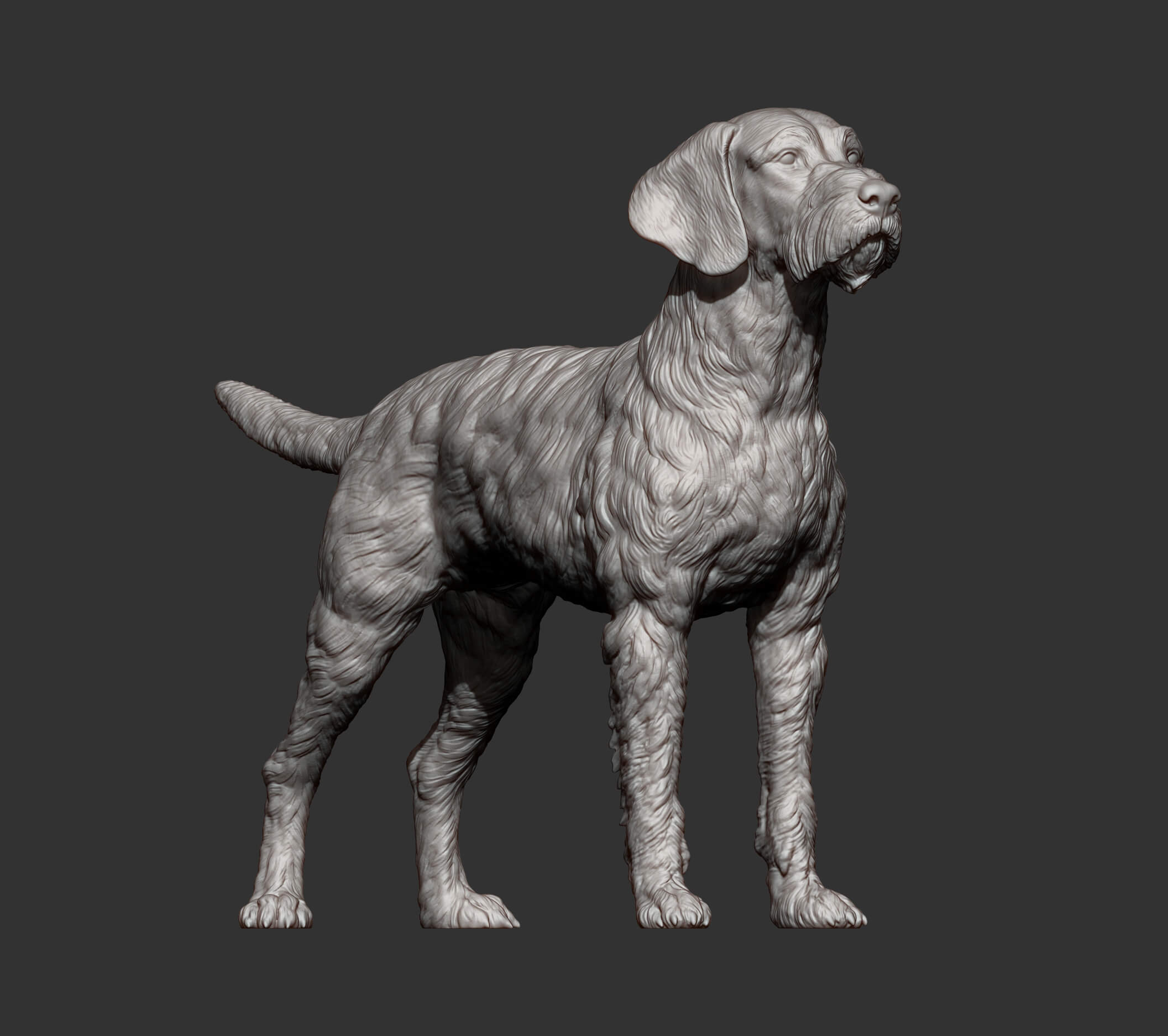 German Wirehaired Pointers 3D Print Model by Alexander3dart