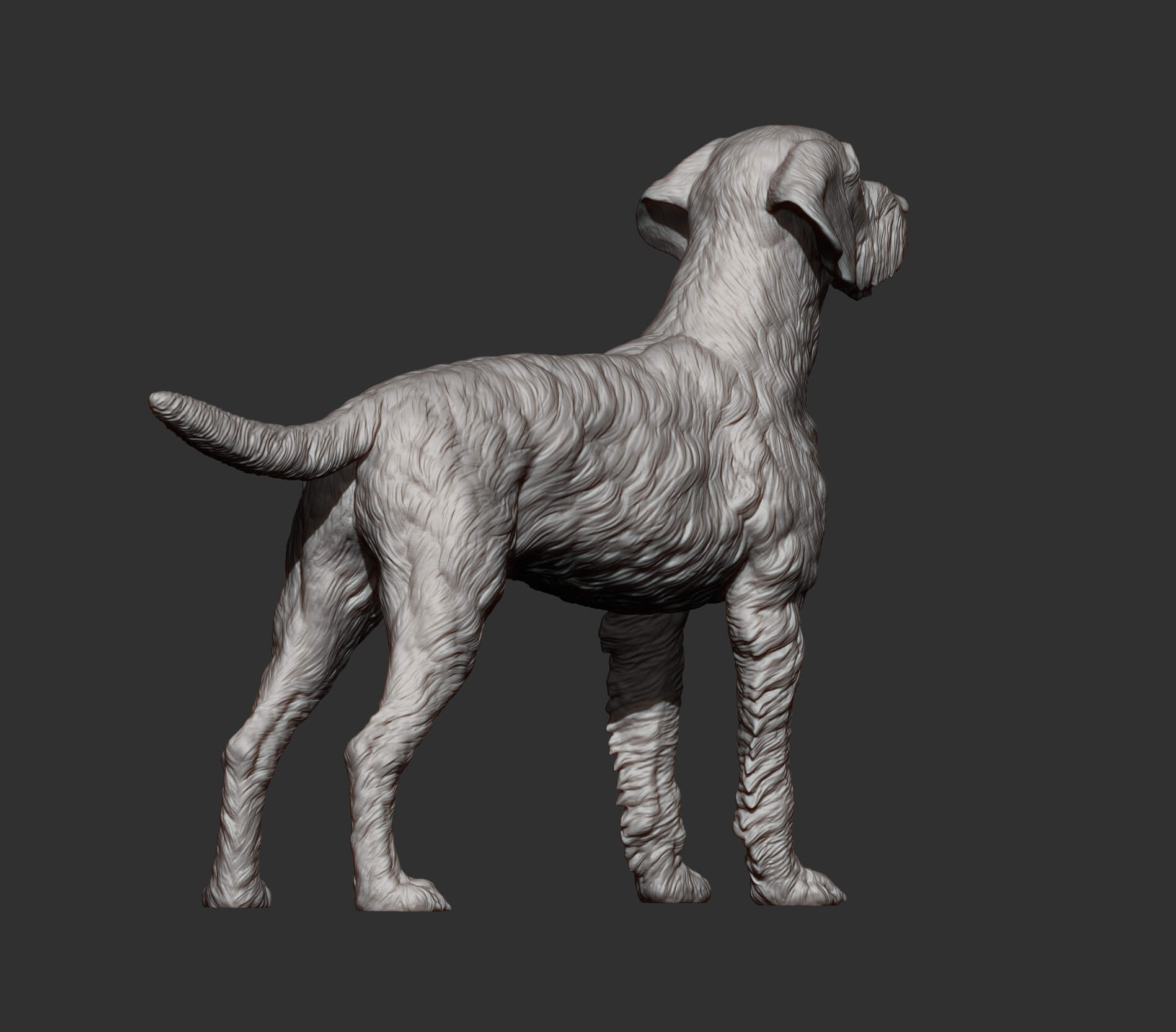 German Wirehaired Pointers 3D Print Model by Alexander3dart