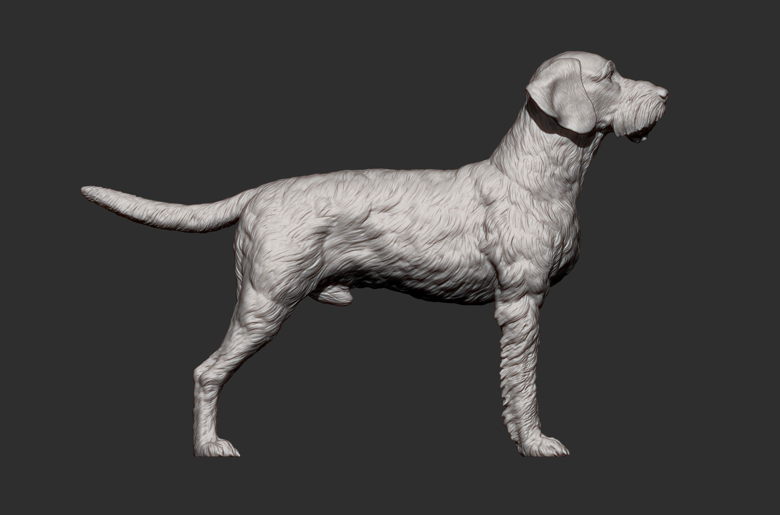 German Wirehaired Pointers 3D Print Model by Alexander3dart
