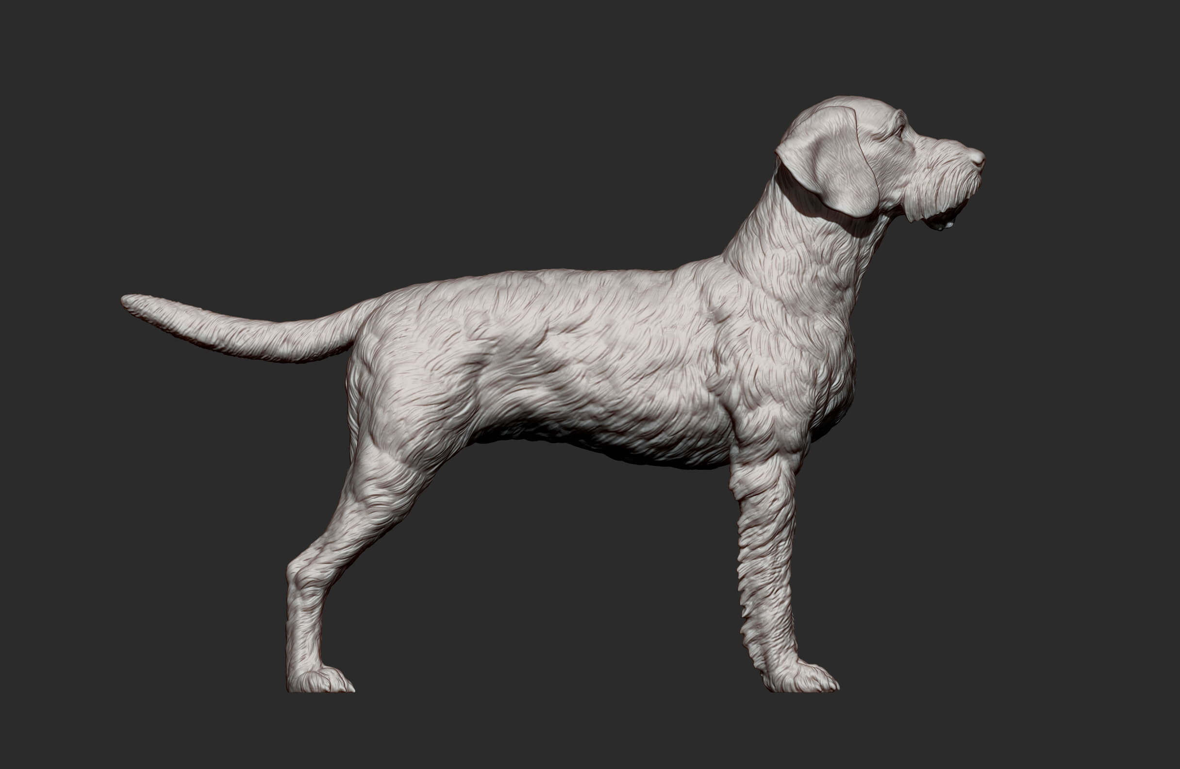 German Wirehaired Pointers 3D Print Model by Alexander3dart