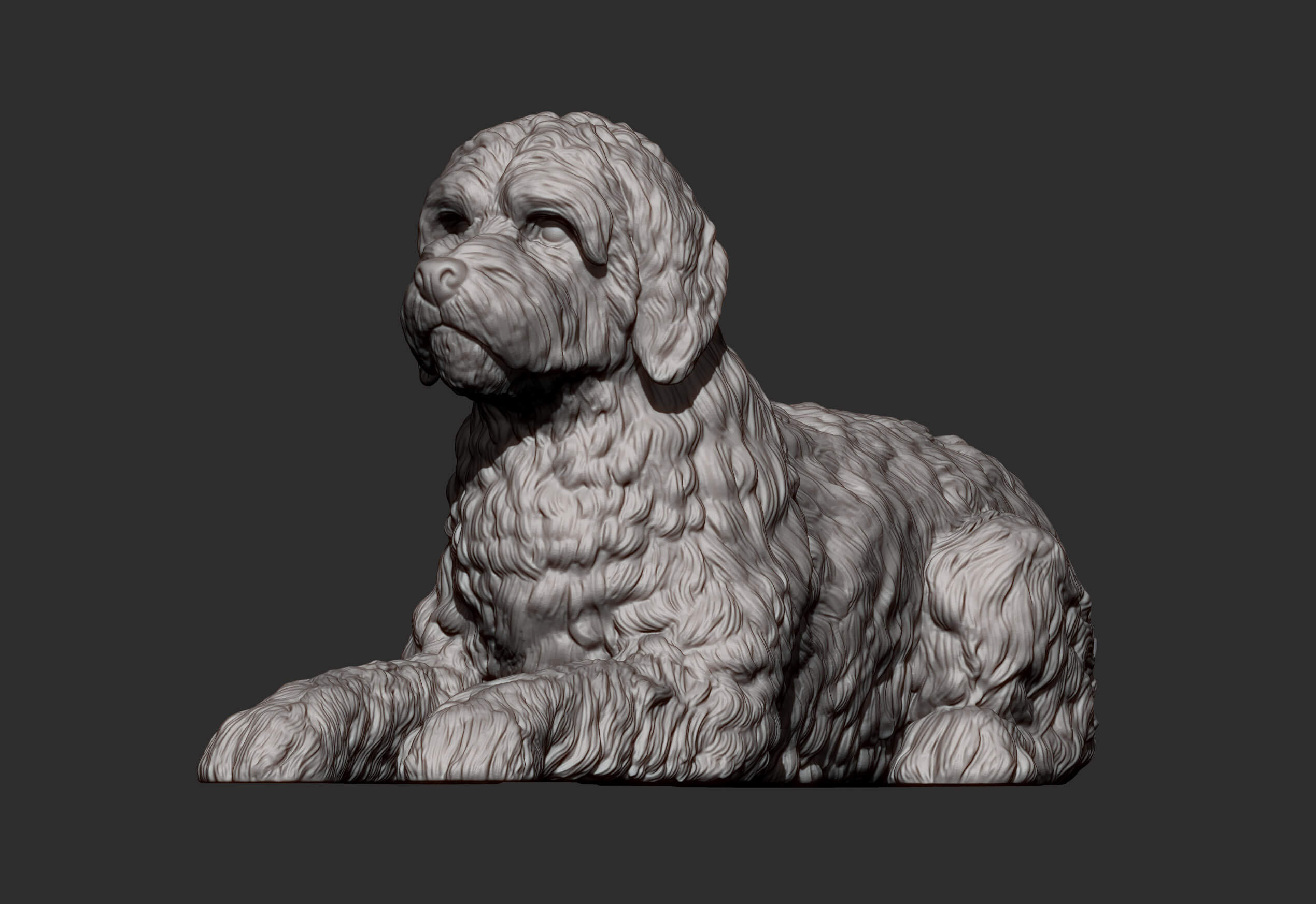 Goldendoodle Lies 3D Print Model by Alexander3dart