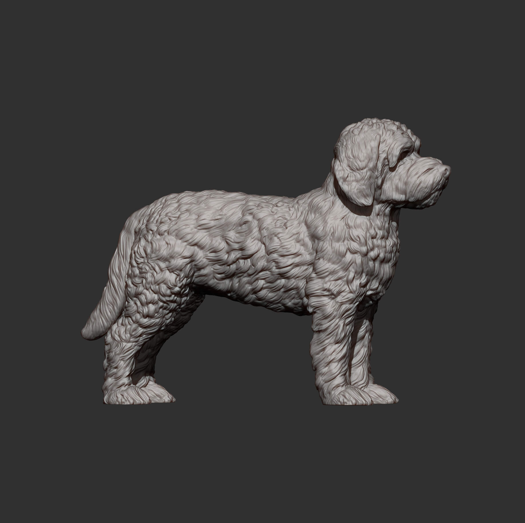 Goldendoodle Standing - 3D Model by Alexander3dart