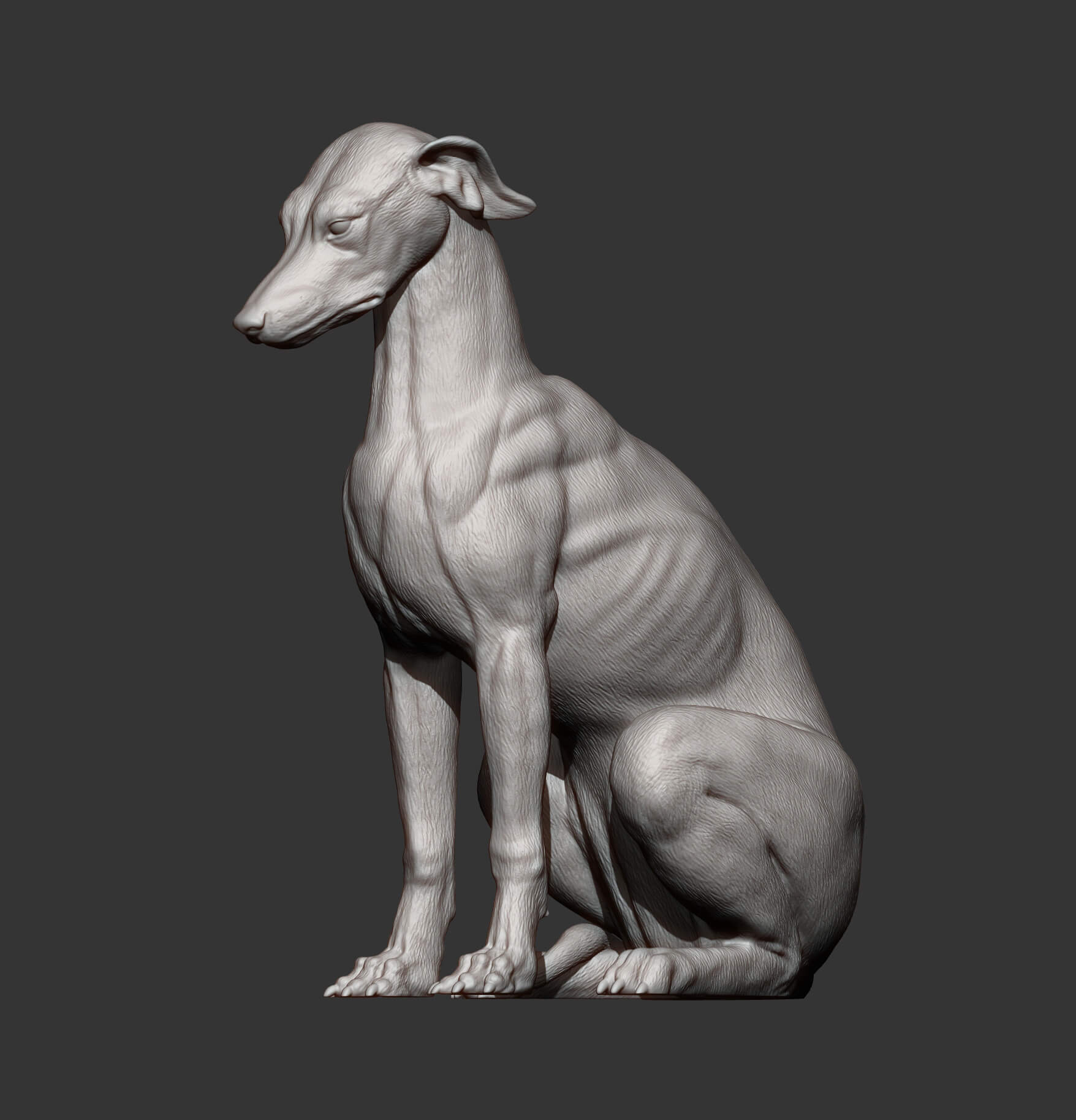 Greyhound Sitting 3D Print Model by Alexander3dart
