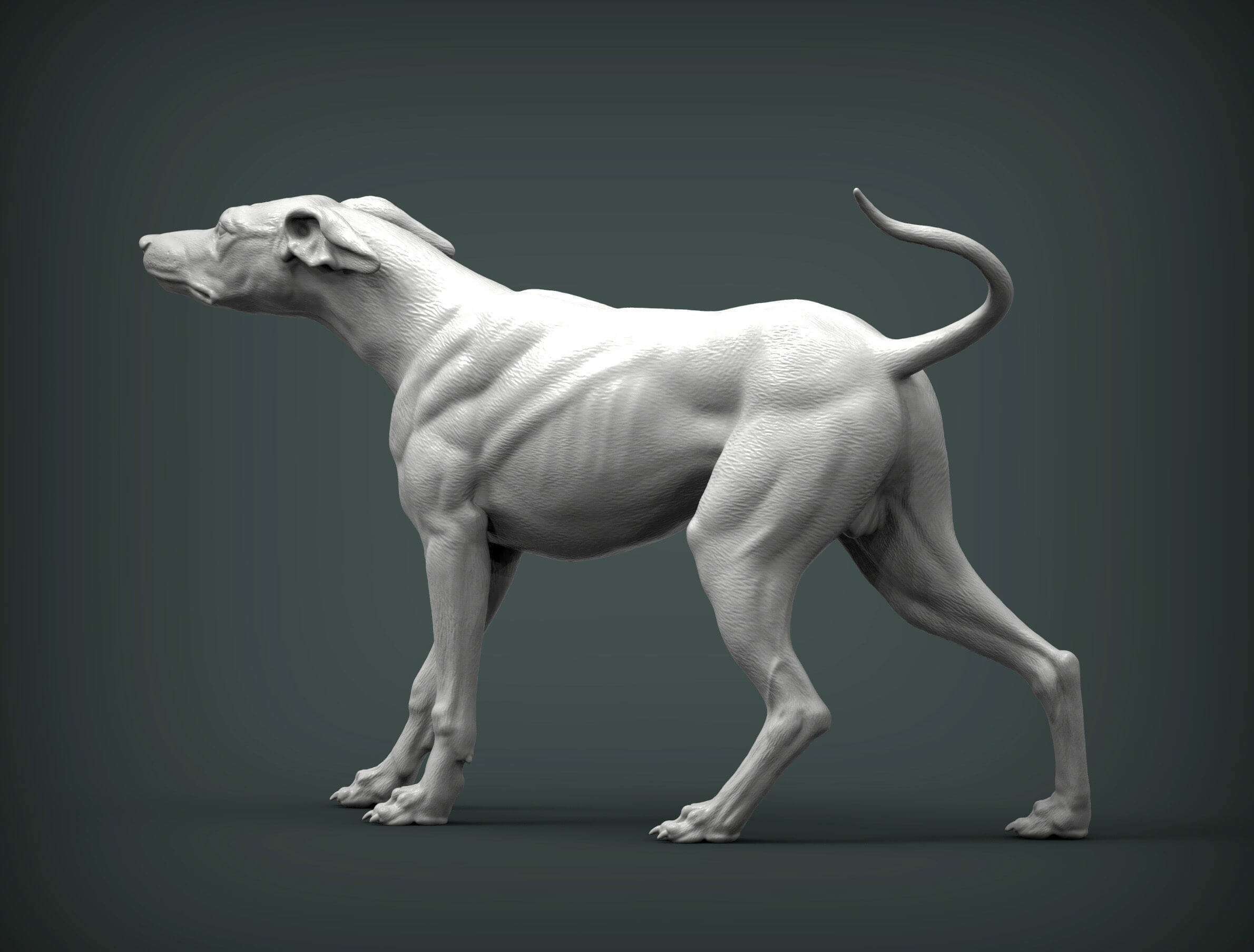 Greyhound Dog - 3D Model by Alexander3dart