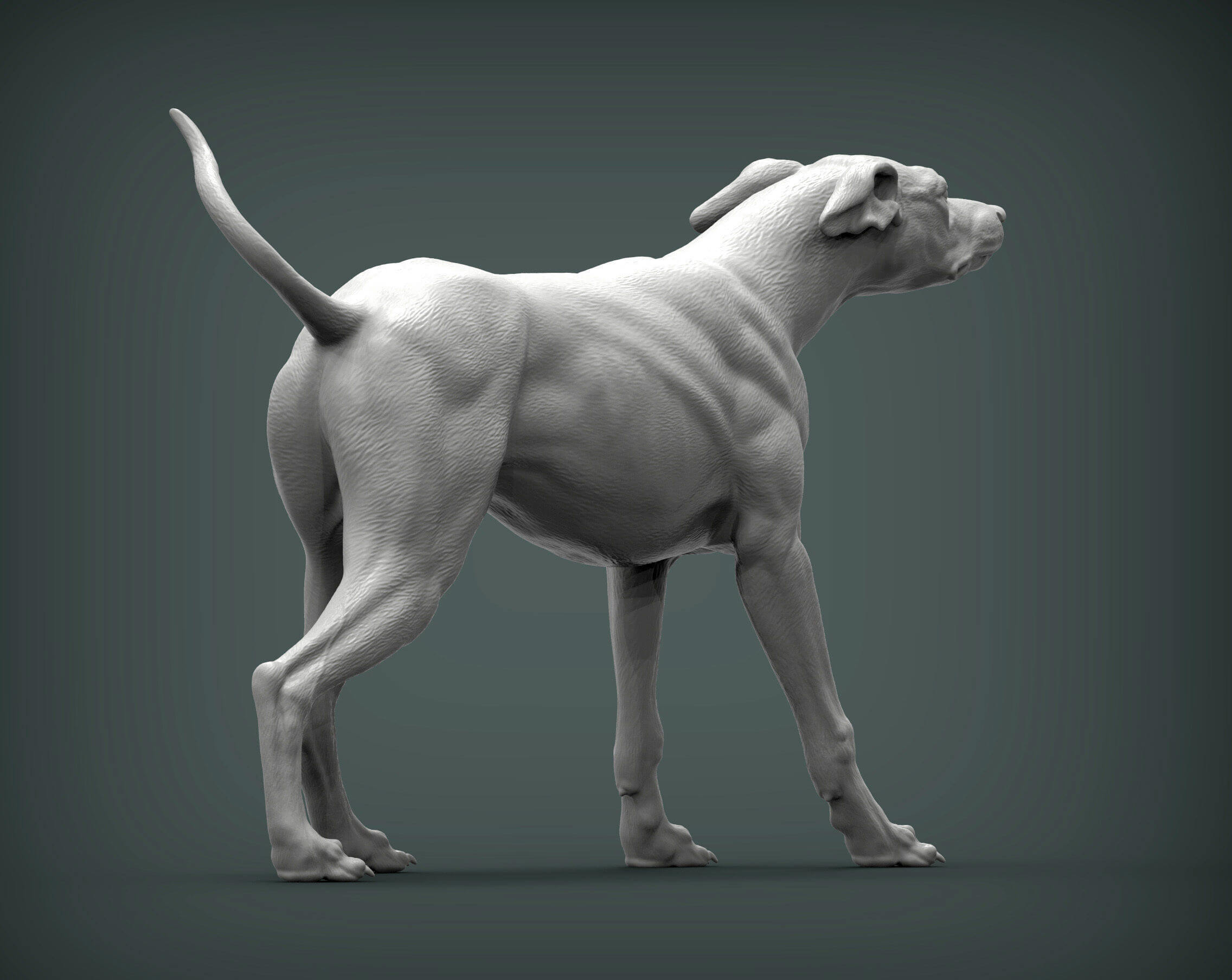 Greyhound Dog - 3D Model by Alexander3dart