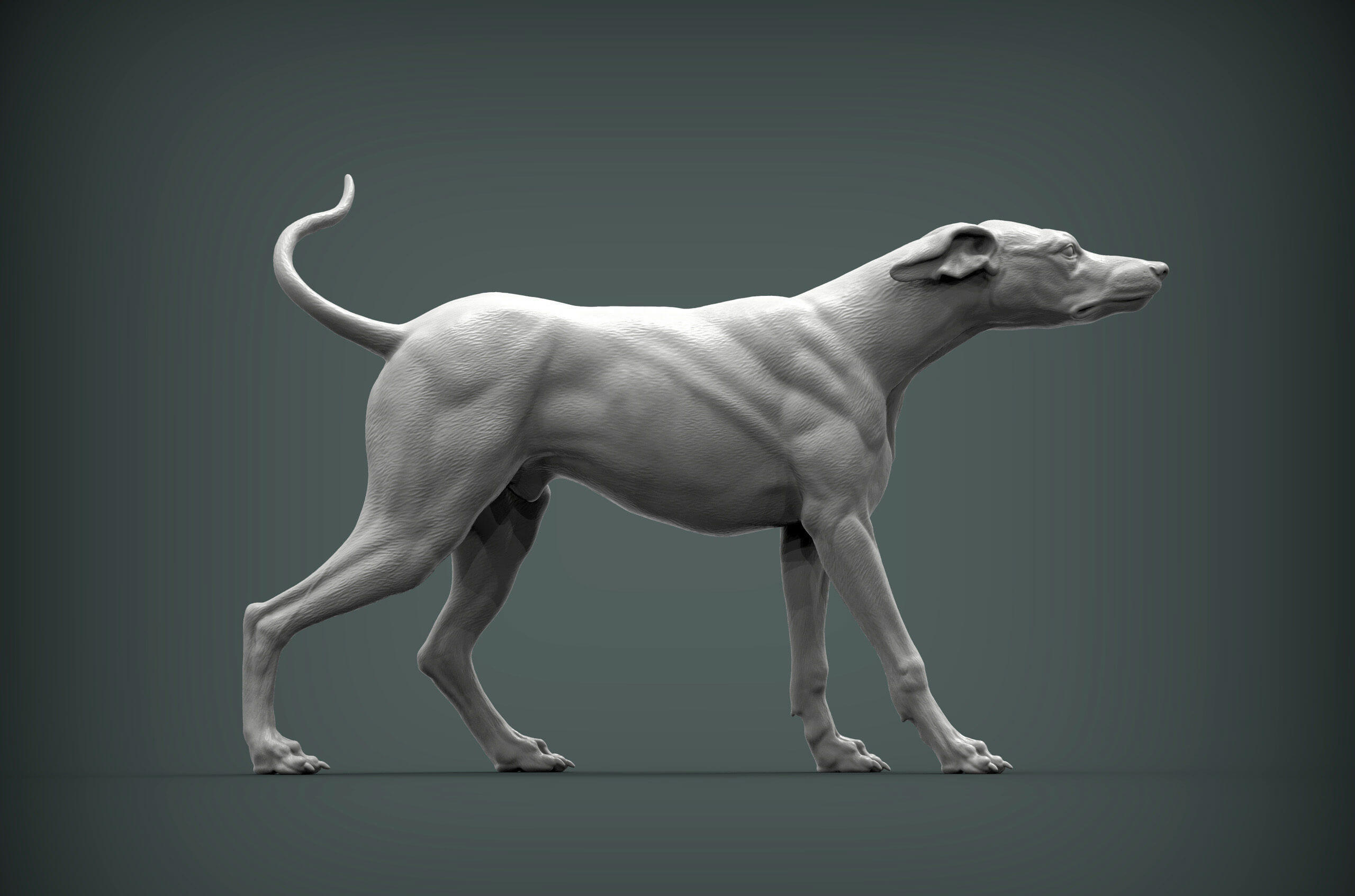 Greyhound Dog - 3D Model by Alexander3dart