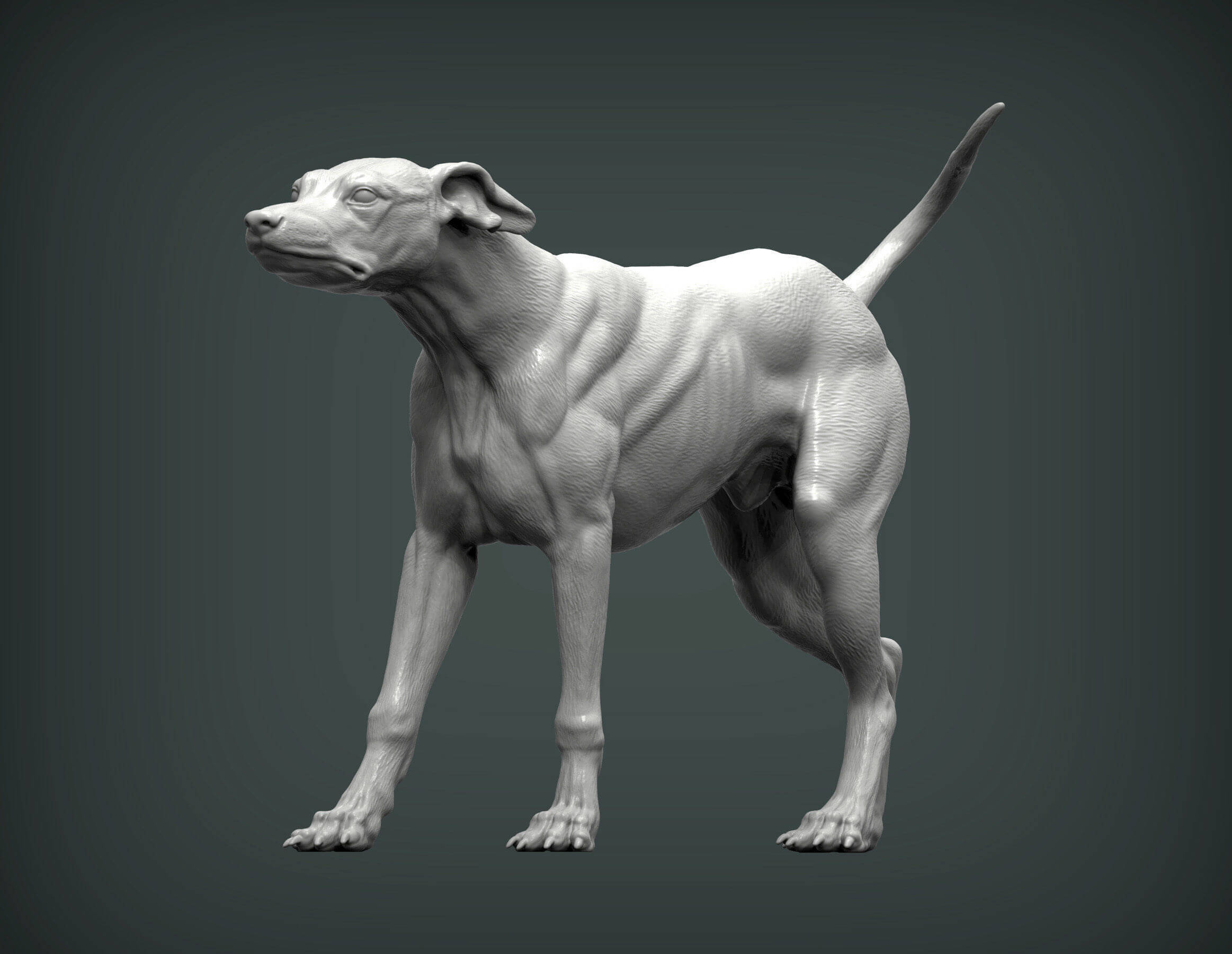 Greyhound Dog - 3D Model by Alexander3dart