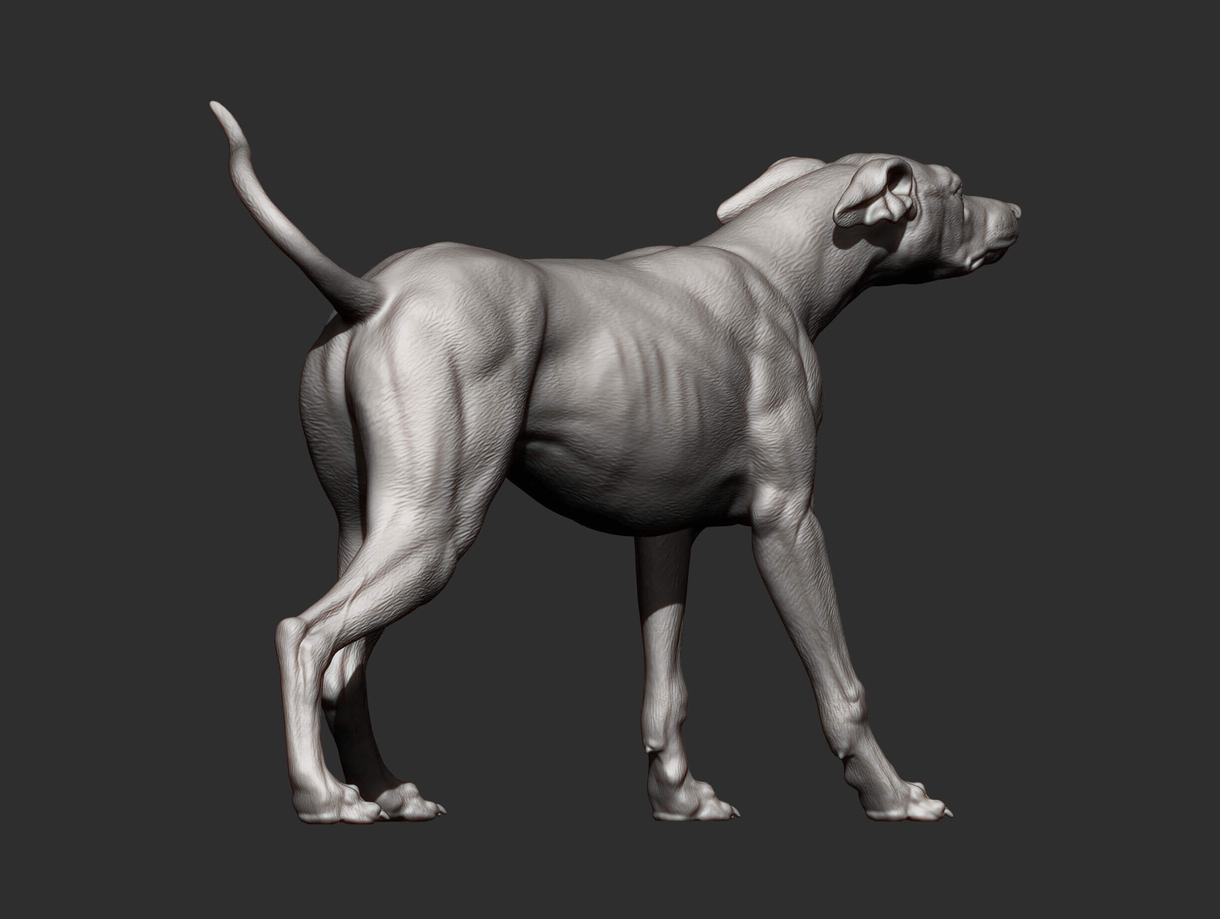 Greyhound Dog - 3D Model by Alexander3dart