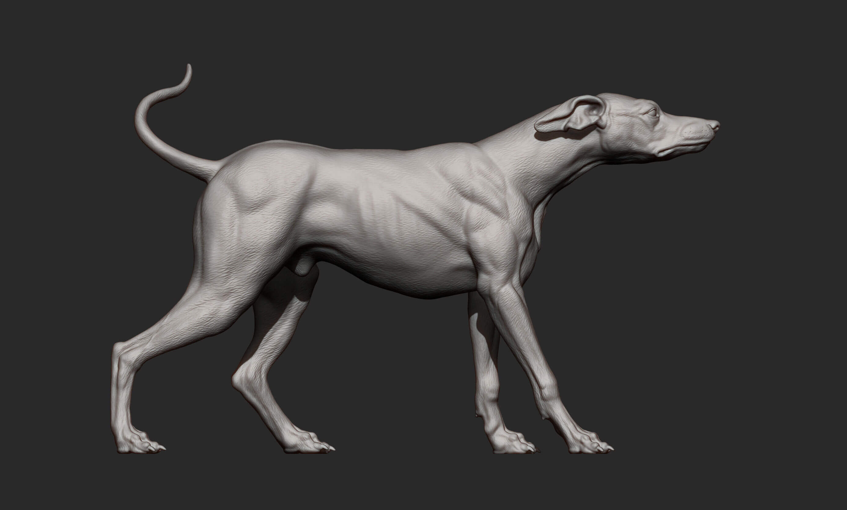 Greyhound Dog - 3D Model by Alexander3dart