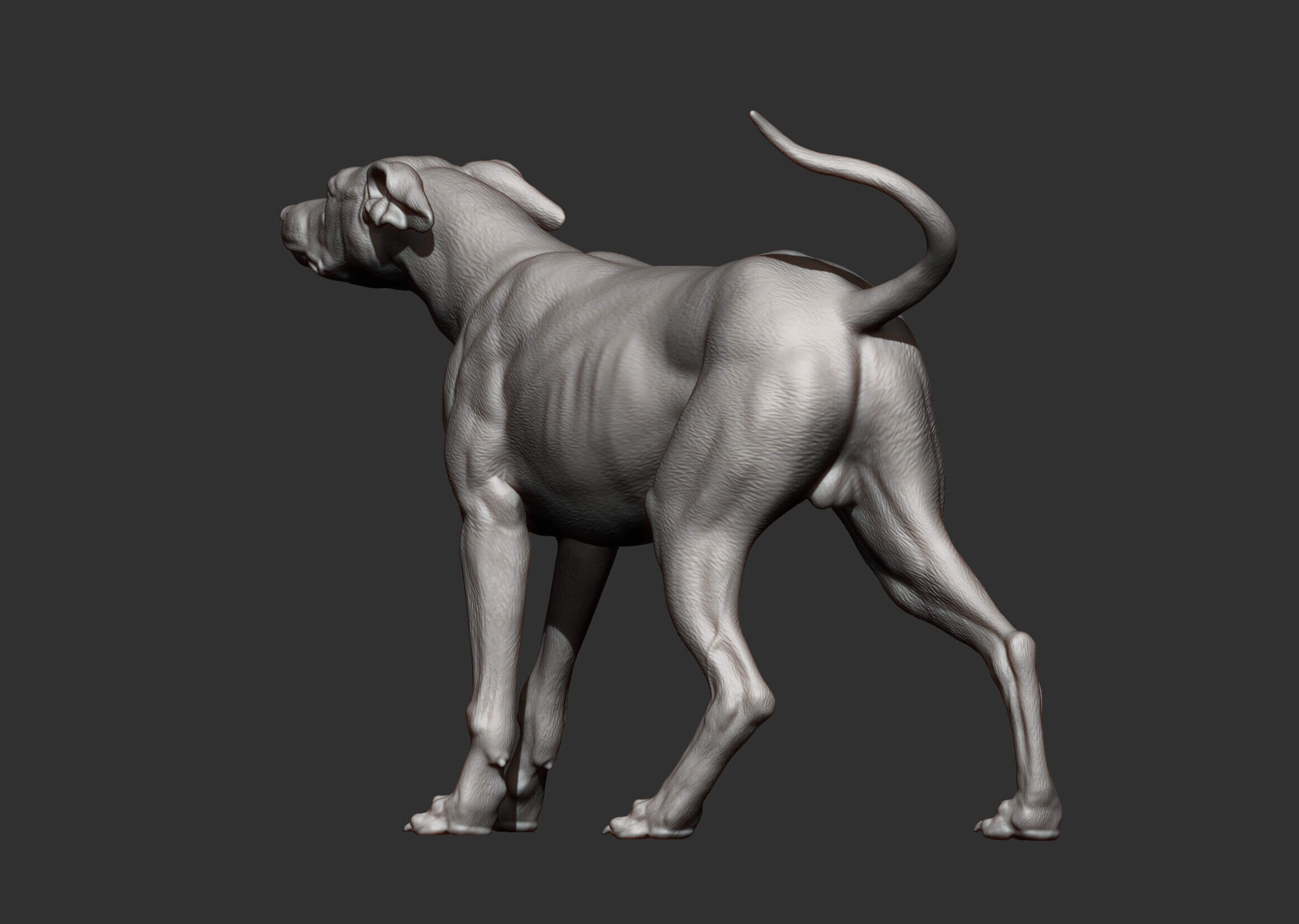 Greyhound Dog - 3D Model by Alexander3dart