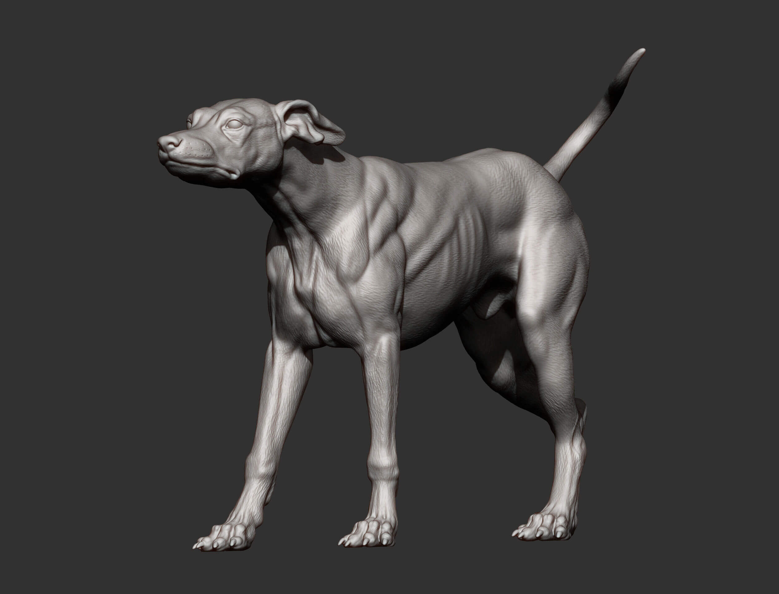 Greyhound Dog - 3D Model by Alexander3dart