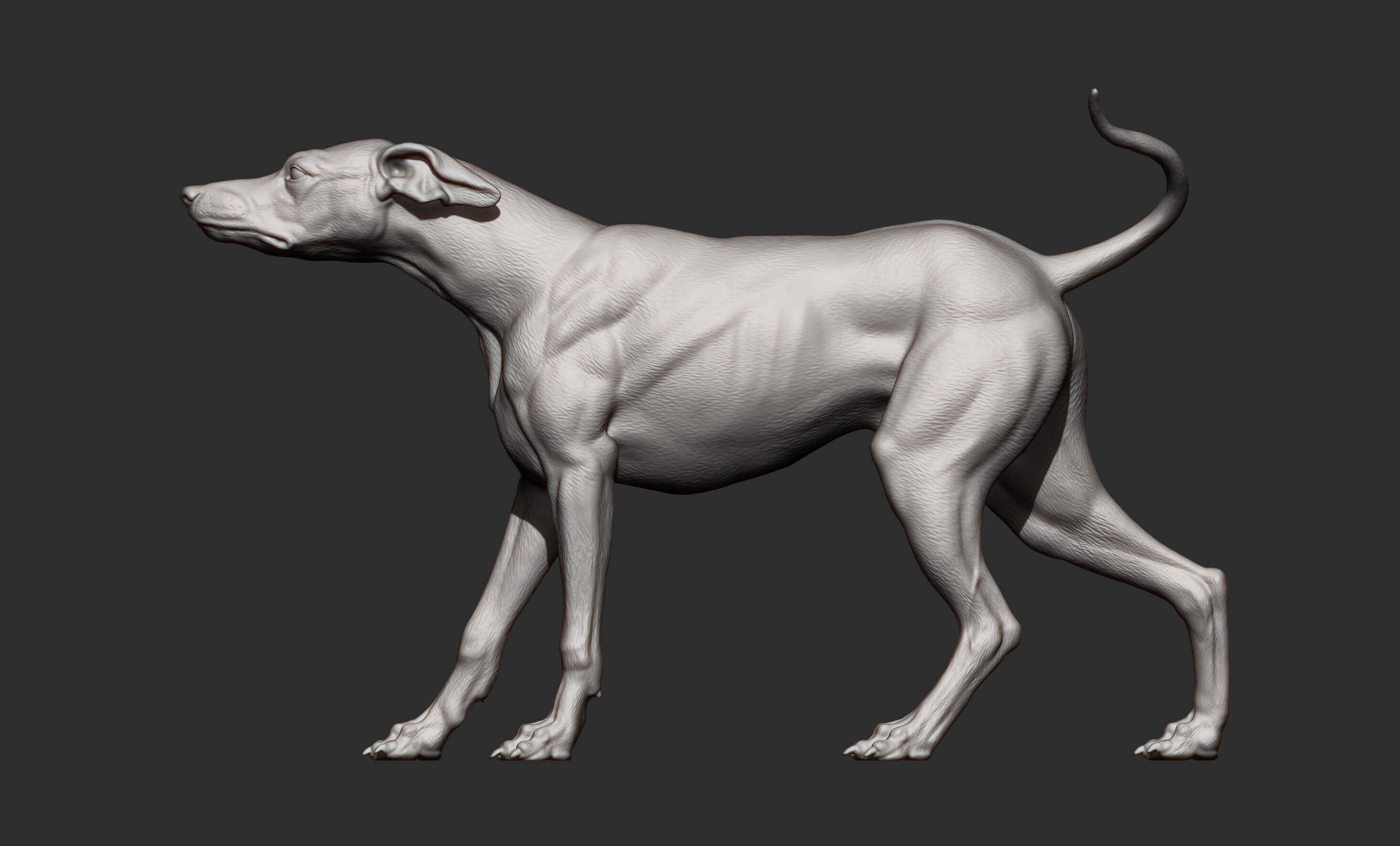 Greyhound Dog - 3D Model by Alexander3dart