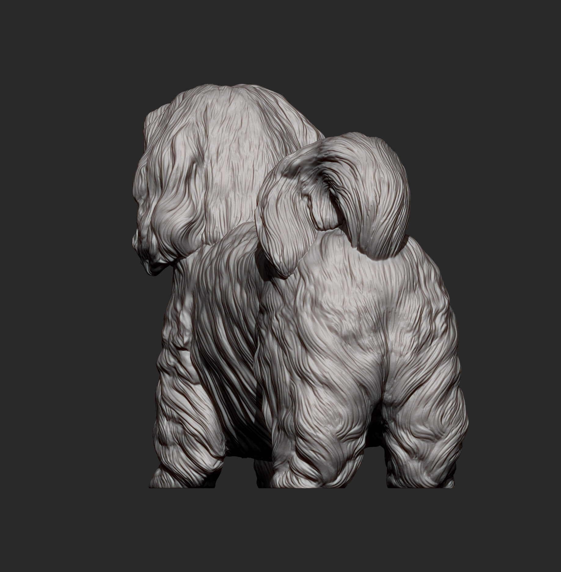 Havanese Dog - 3D Model by Alexander3dart