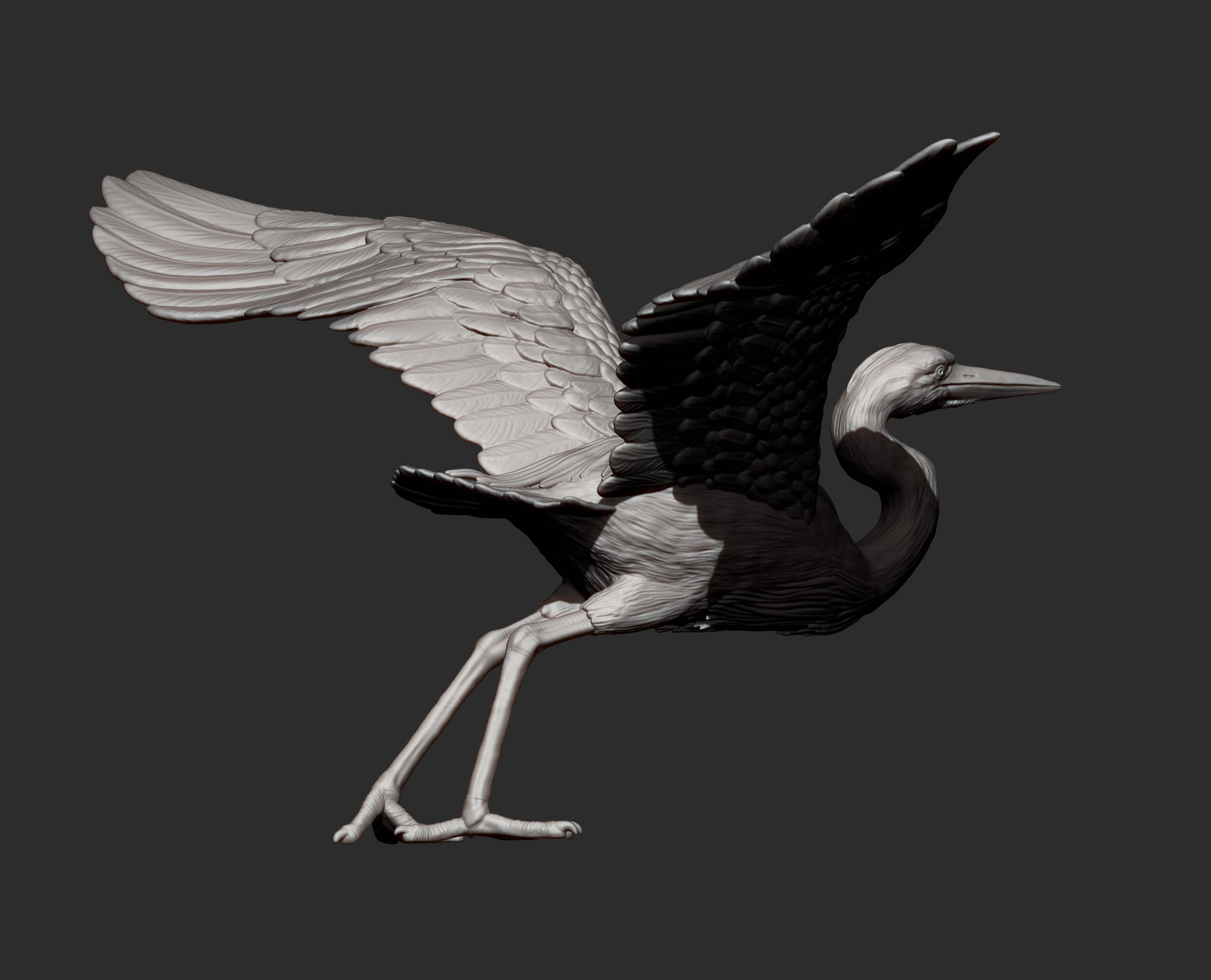Heron Taking Off 3D Print Model by Alexander3dart
