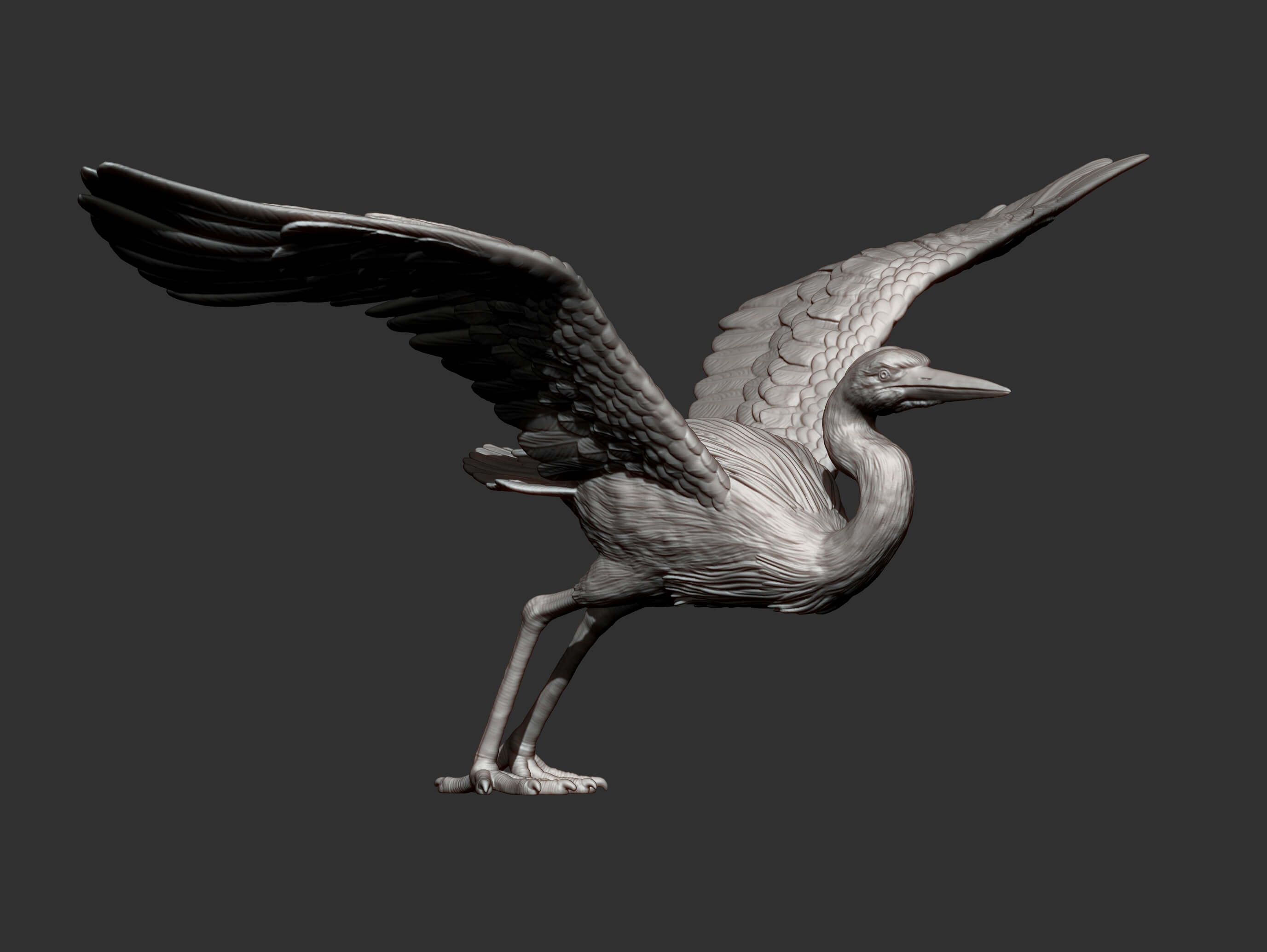 Heron Taking Off 3D Print Model by Alexander3dart