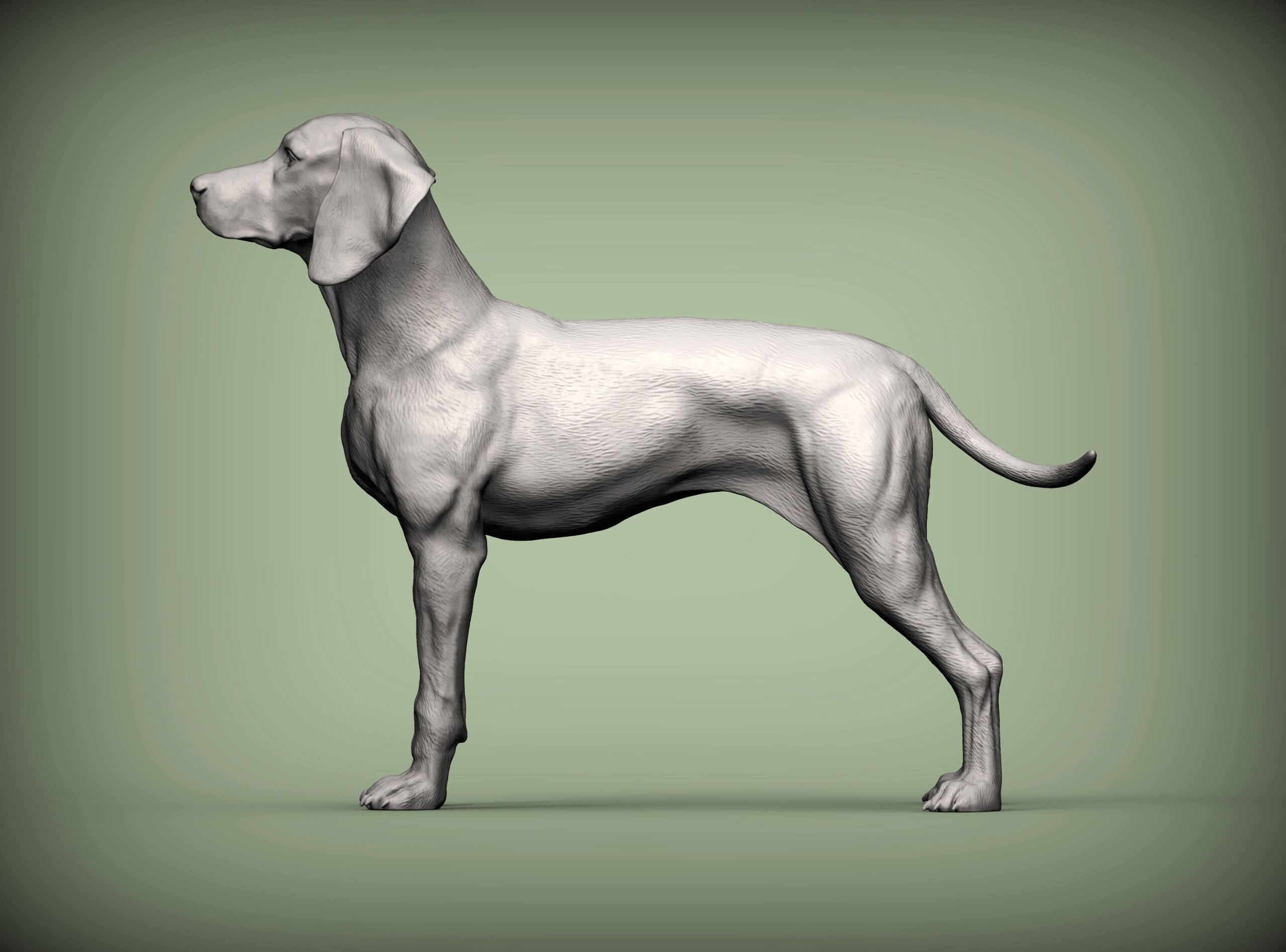 Hungarian Vizsla Hungarian Pointing Dog 3D Print Model by Alexander3dart