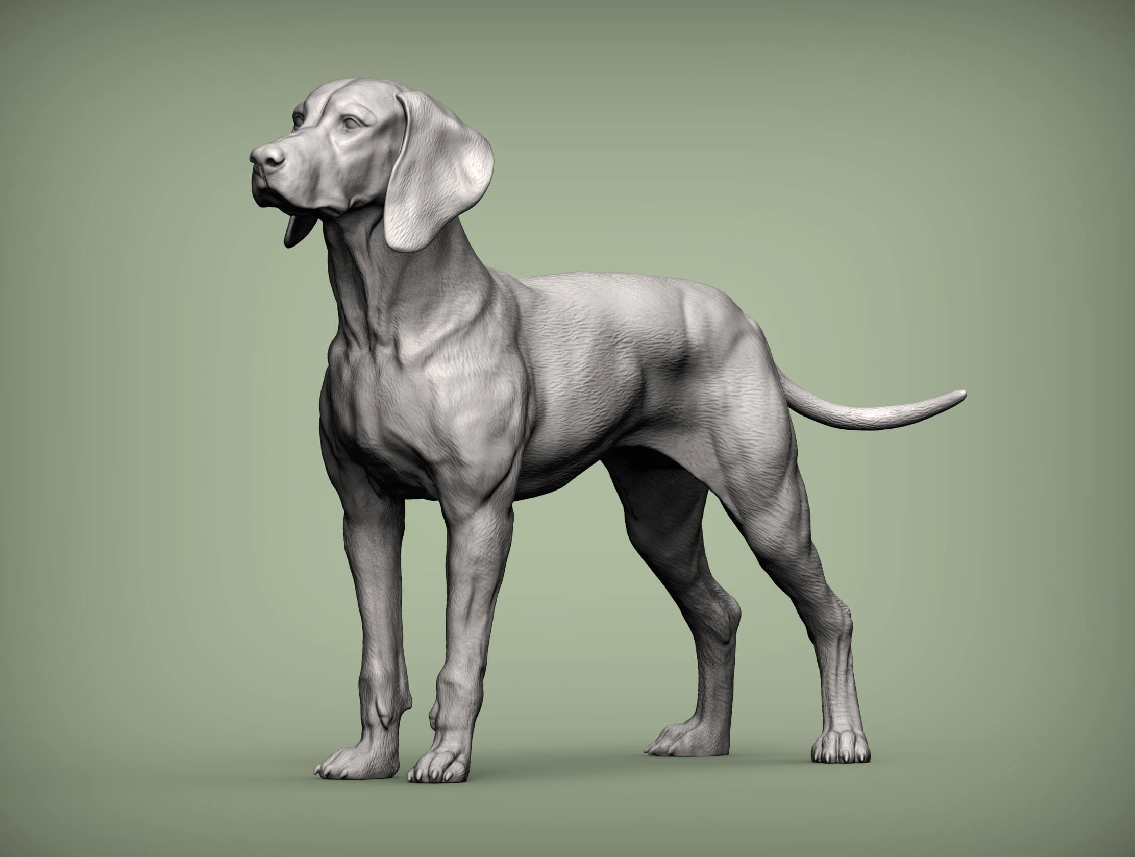 Hungarian Vizsla Hungarian Pointing Dog 3D Print Model by Alexander3dart