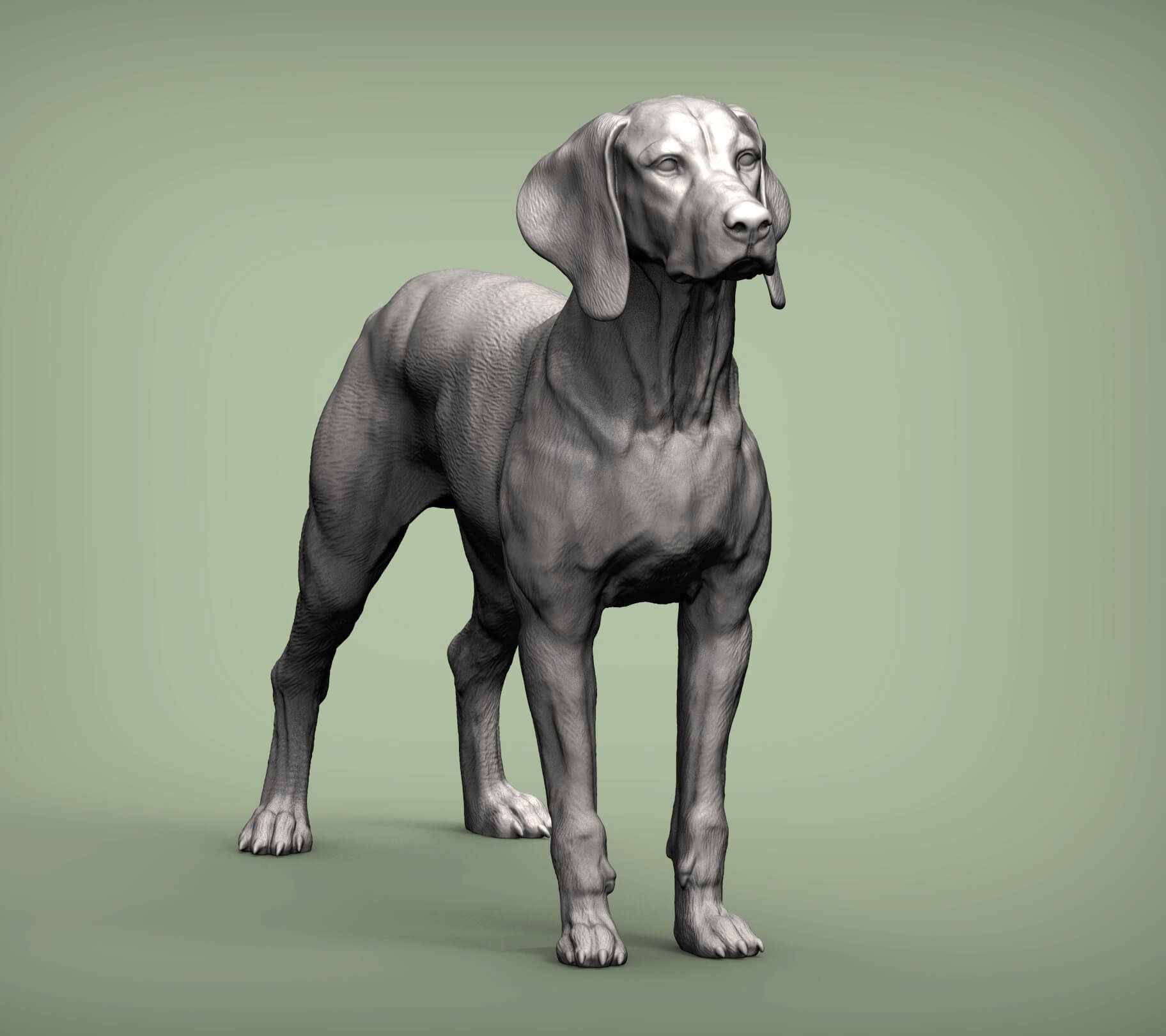 Hungarian Vizsla Hungarian Pointing Dog 3D Print Model by Alexander3dart