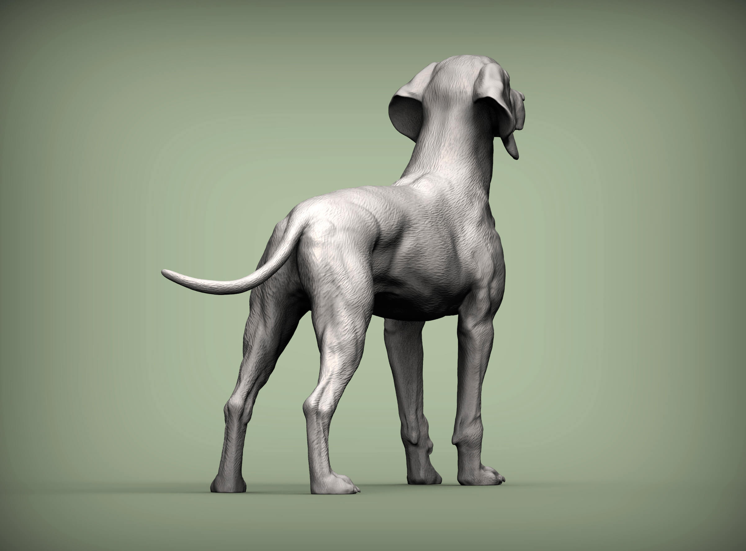 Hungarian Vizsla Hungarian Pointing Dog 3D Print Model by Alexander3dart