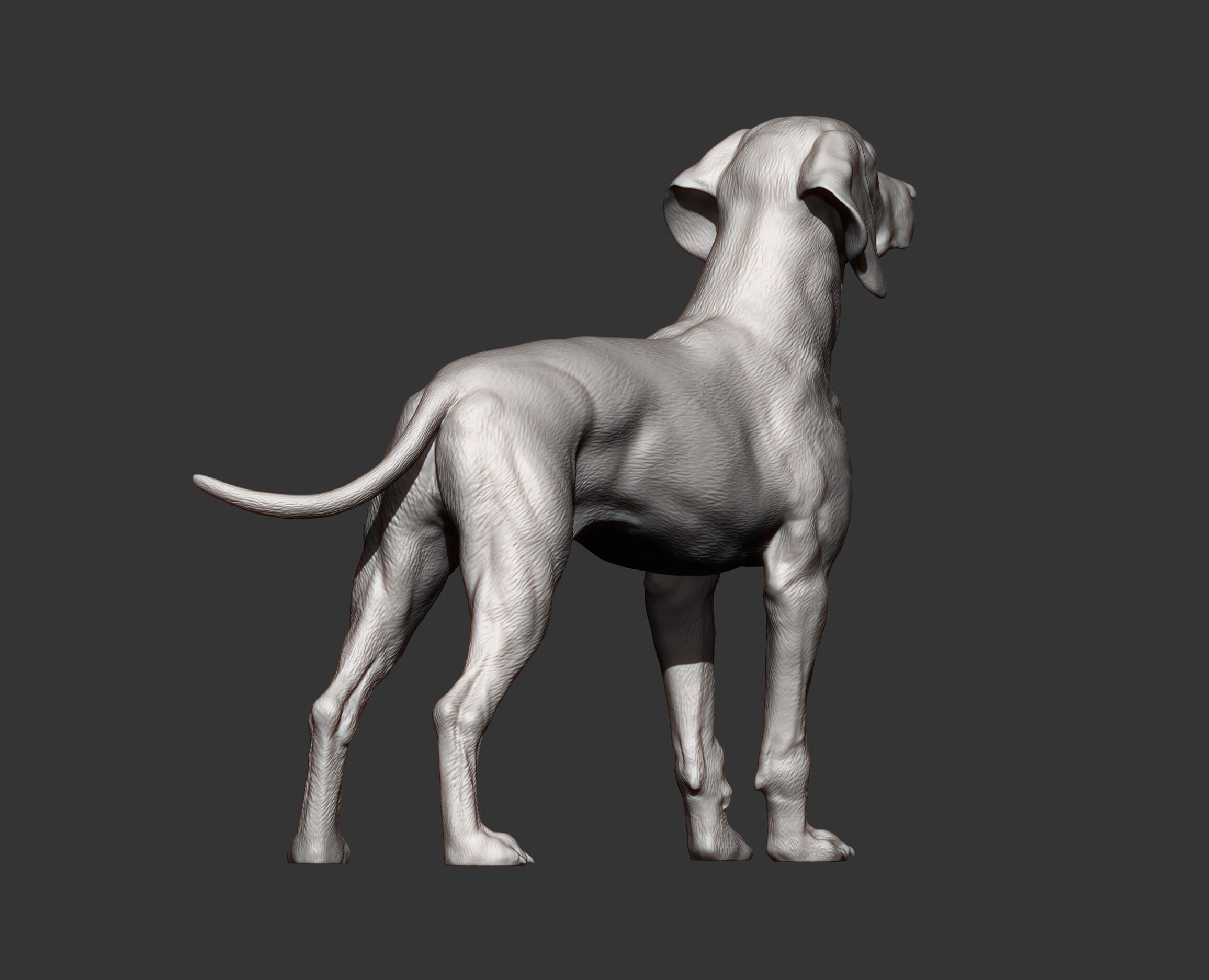 Hungarian Vizsla Hungarian Pointing Dog 3D Print Model by Alexander3dart