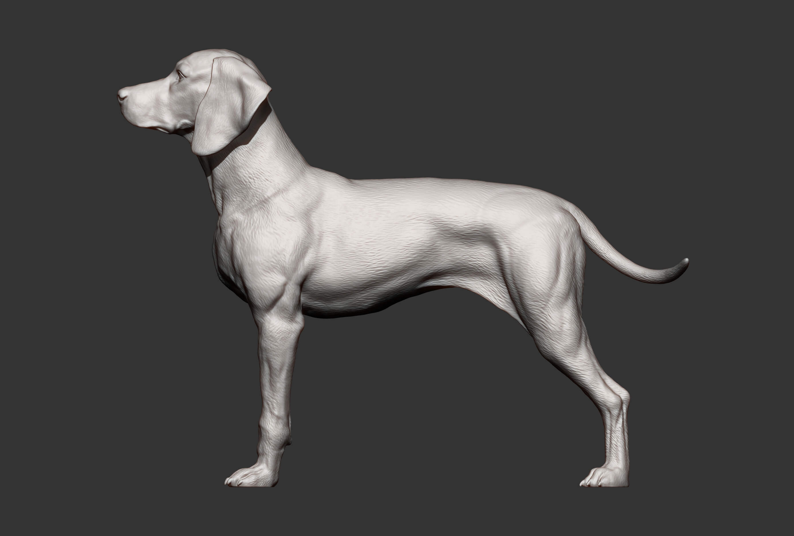 Hungarian Vizsla Hungarian Pointing Dog 3D Print Model by Alexander3dart