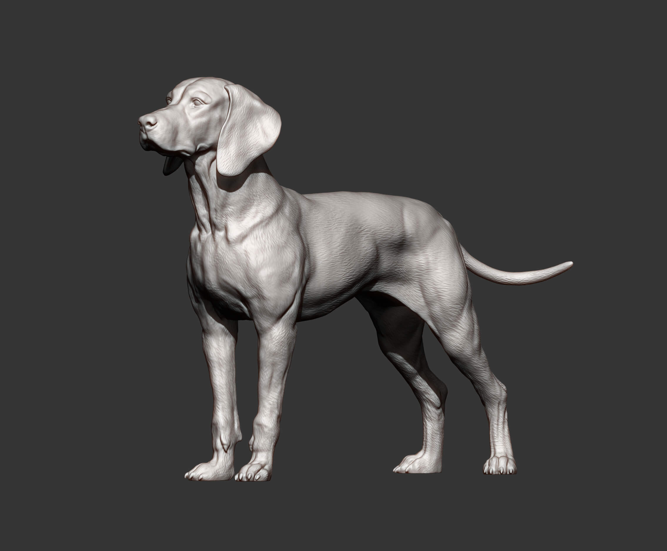 Hungarian Vizsla Hungarian Pointing Dog 3D Print Model by Alexander3dart