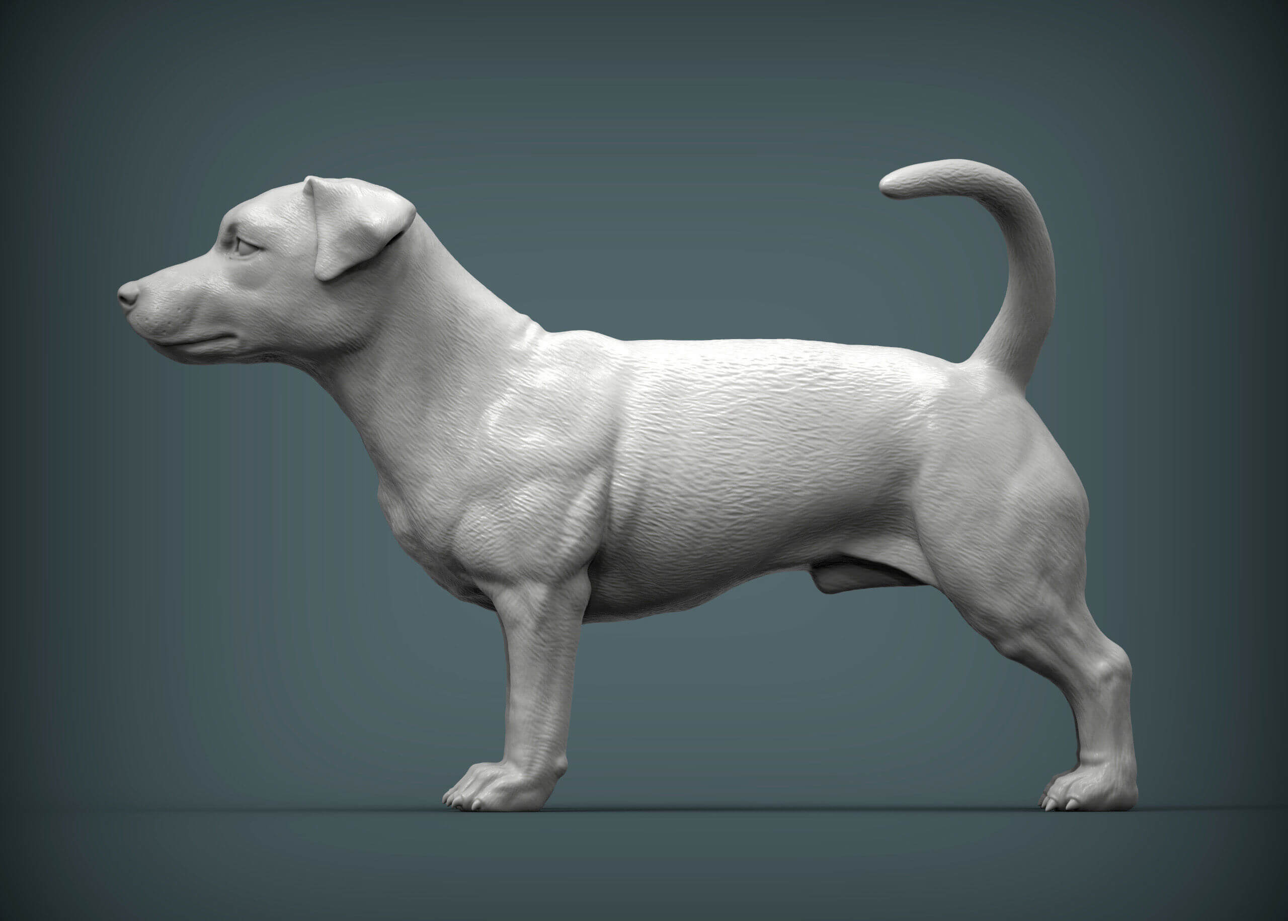 Jack Russell Terrier - 3D Model by Alexander3dart
