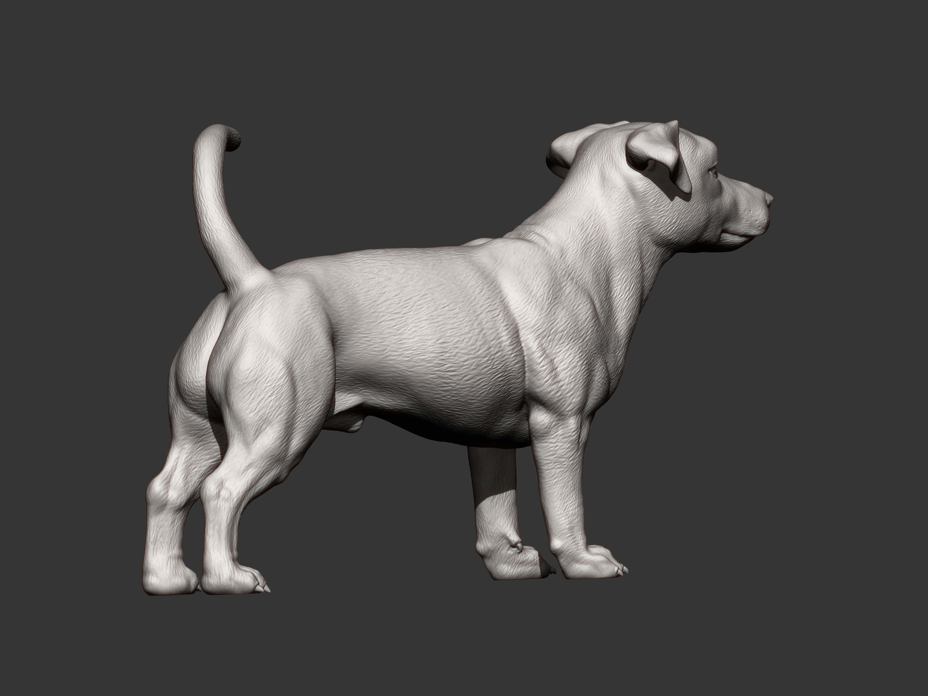 Jack Russell Terrier - 3D Model by Alexander3dart