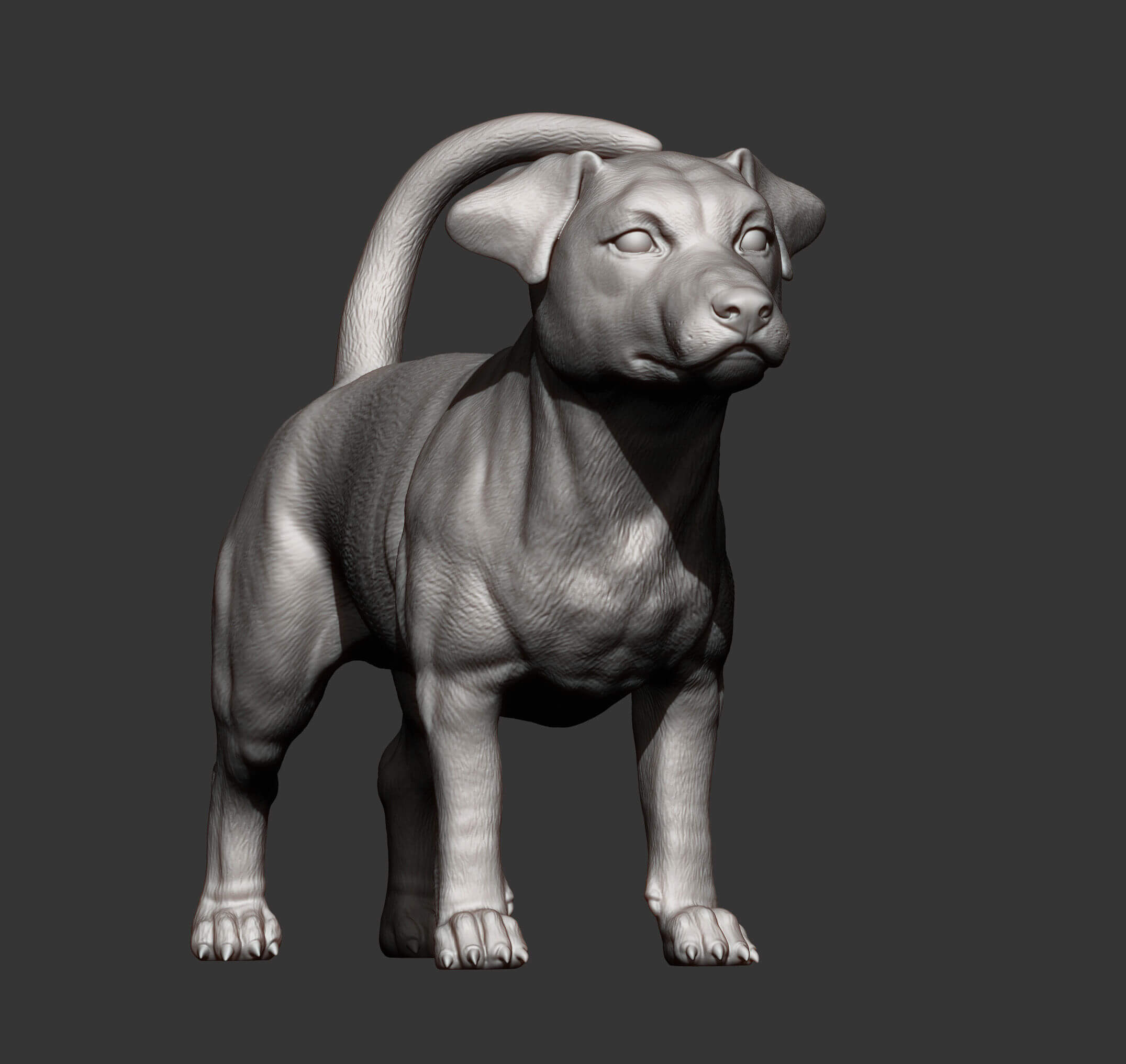 Jack Russell Terrier - 3D Model by Alexander3dart