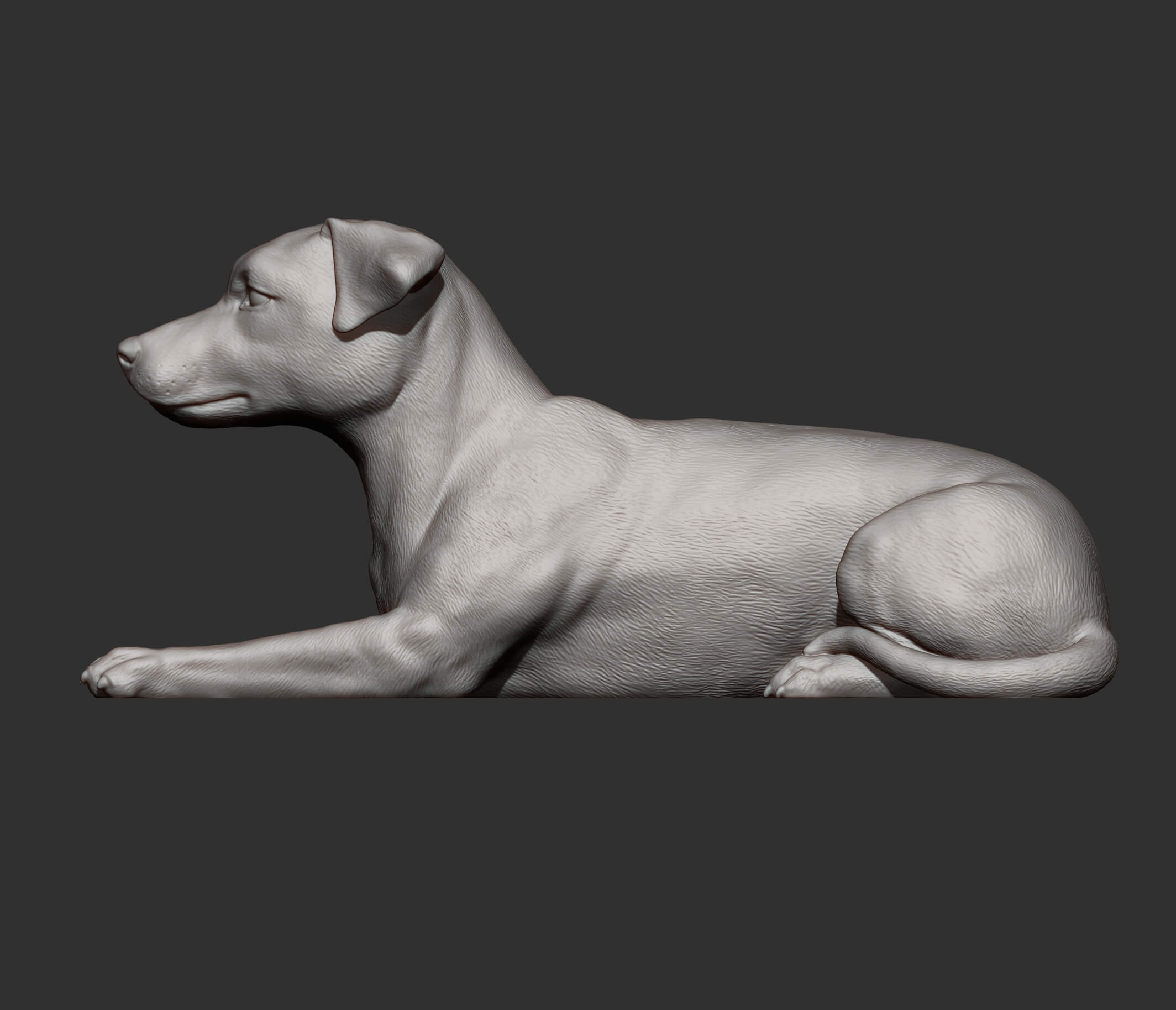 Jack Russell Terrier Lying Down - 3D Model by Alexander3dart