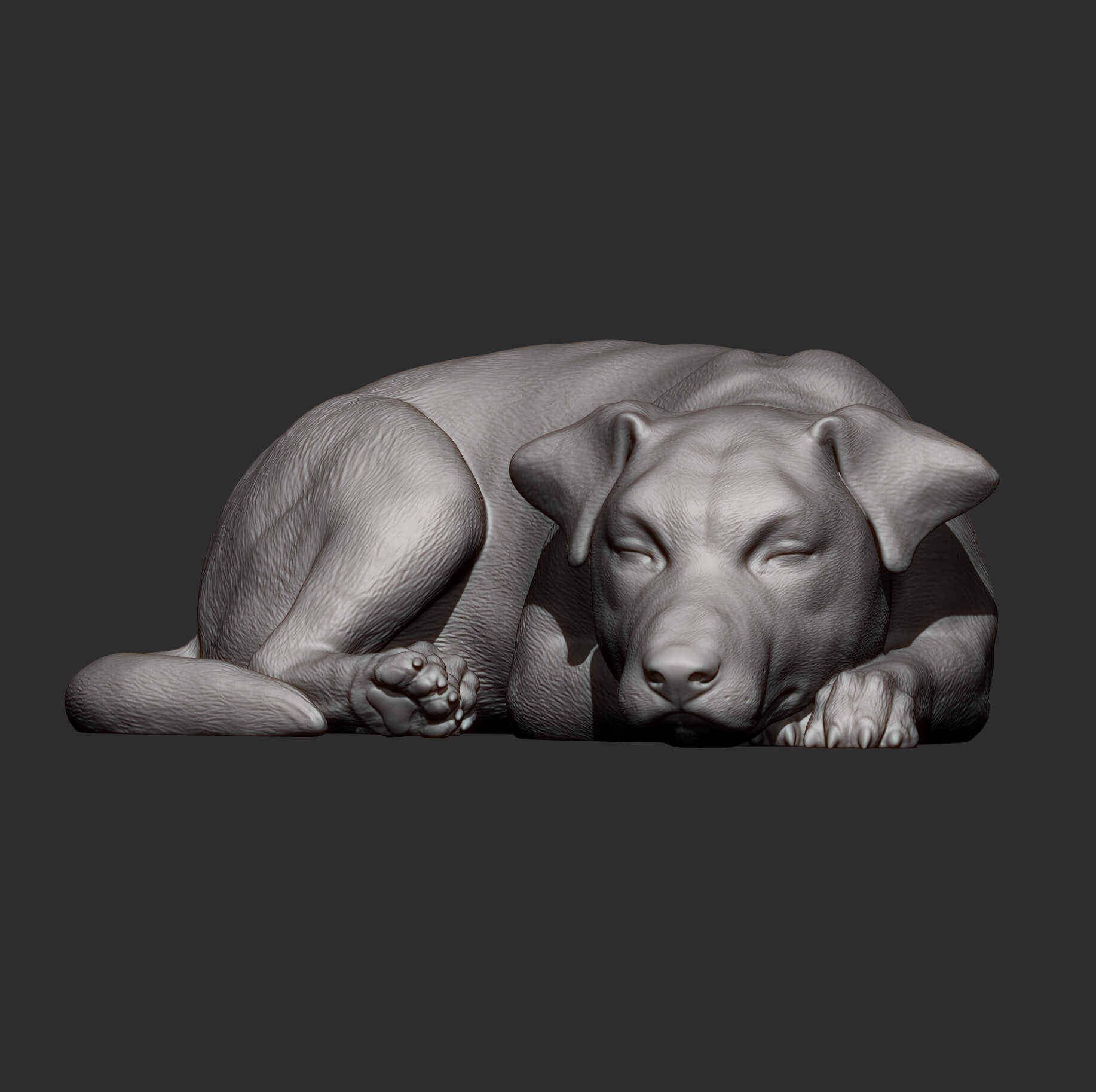 Jack Russell Terrier Sleeping - 3D Model by Alexander3dart