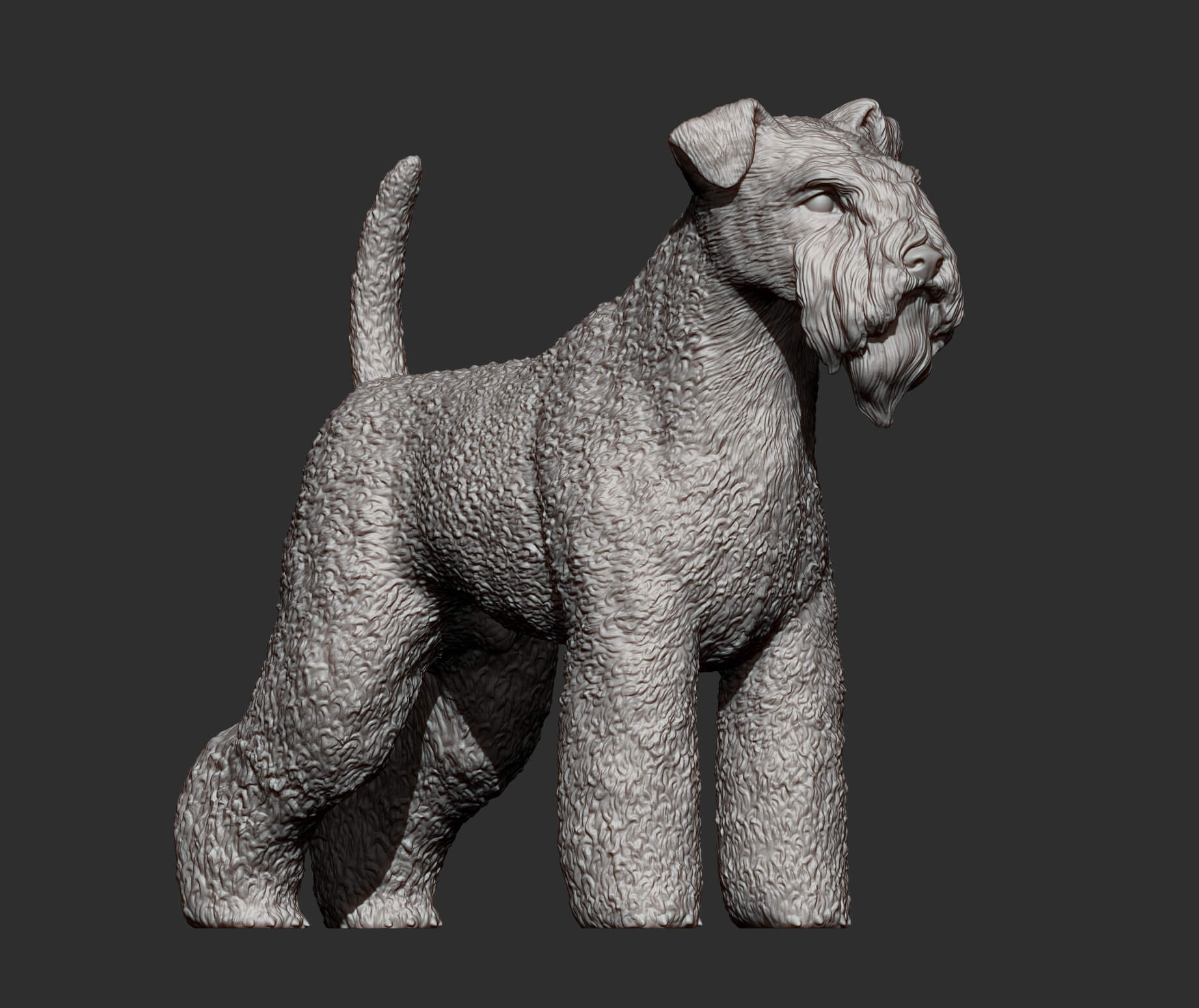 Kerry Blue Terrier 3D Print Model by Alexander3dart