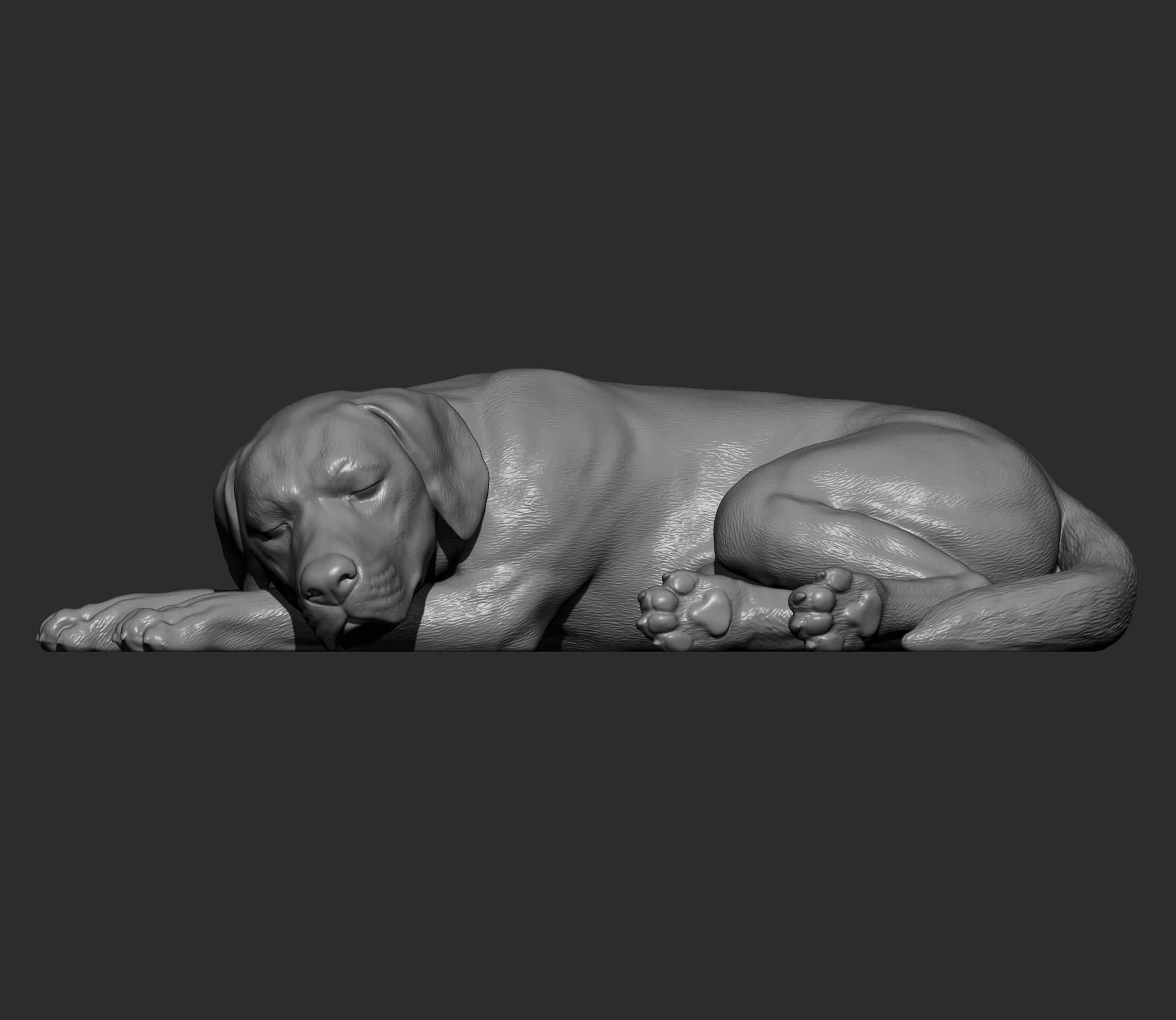 Labrador Is Sleeping - 3D Model by Alexander3dart