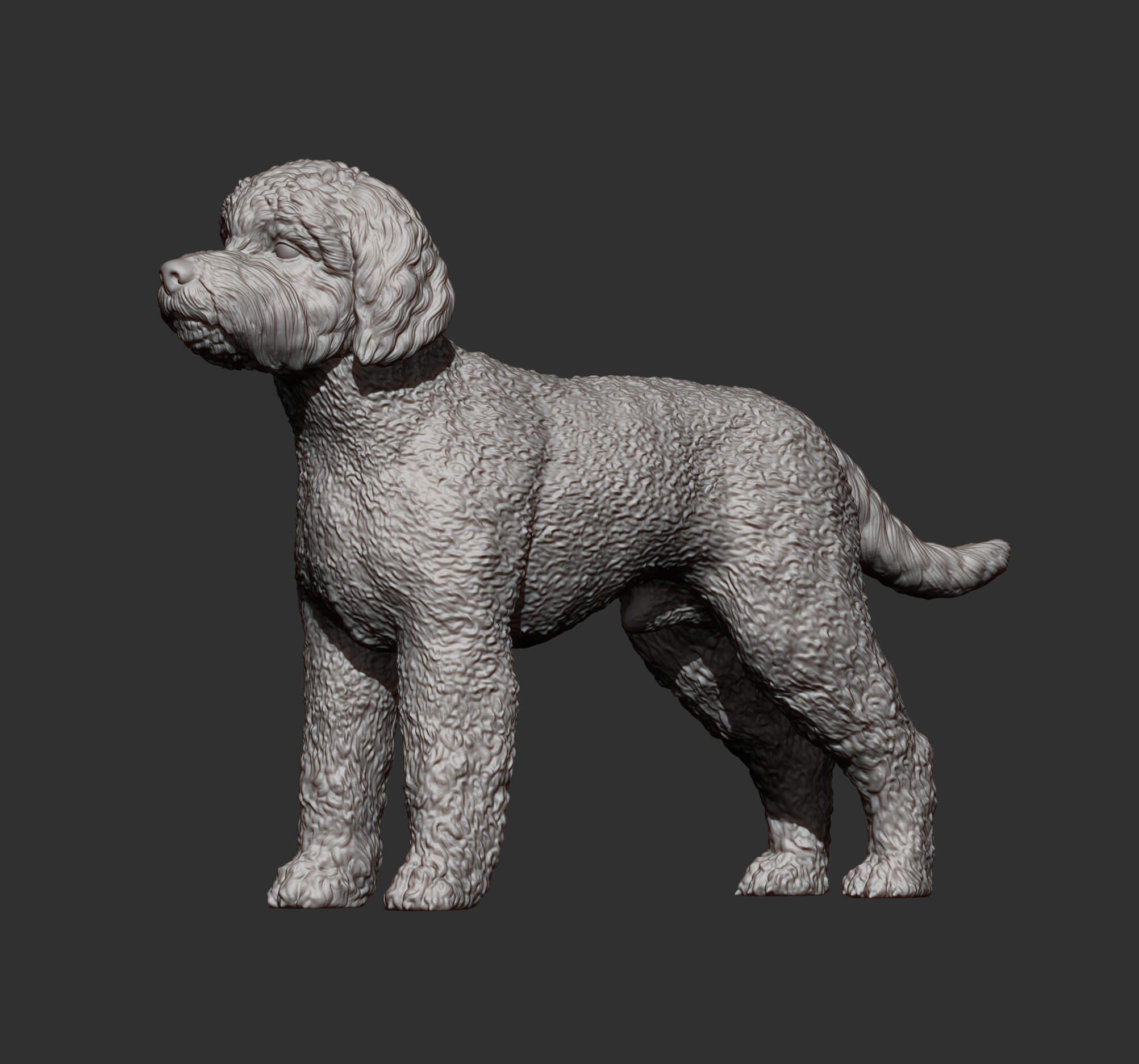 Lagotto Romagnolo - 3D Model by Alexander3dart
