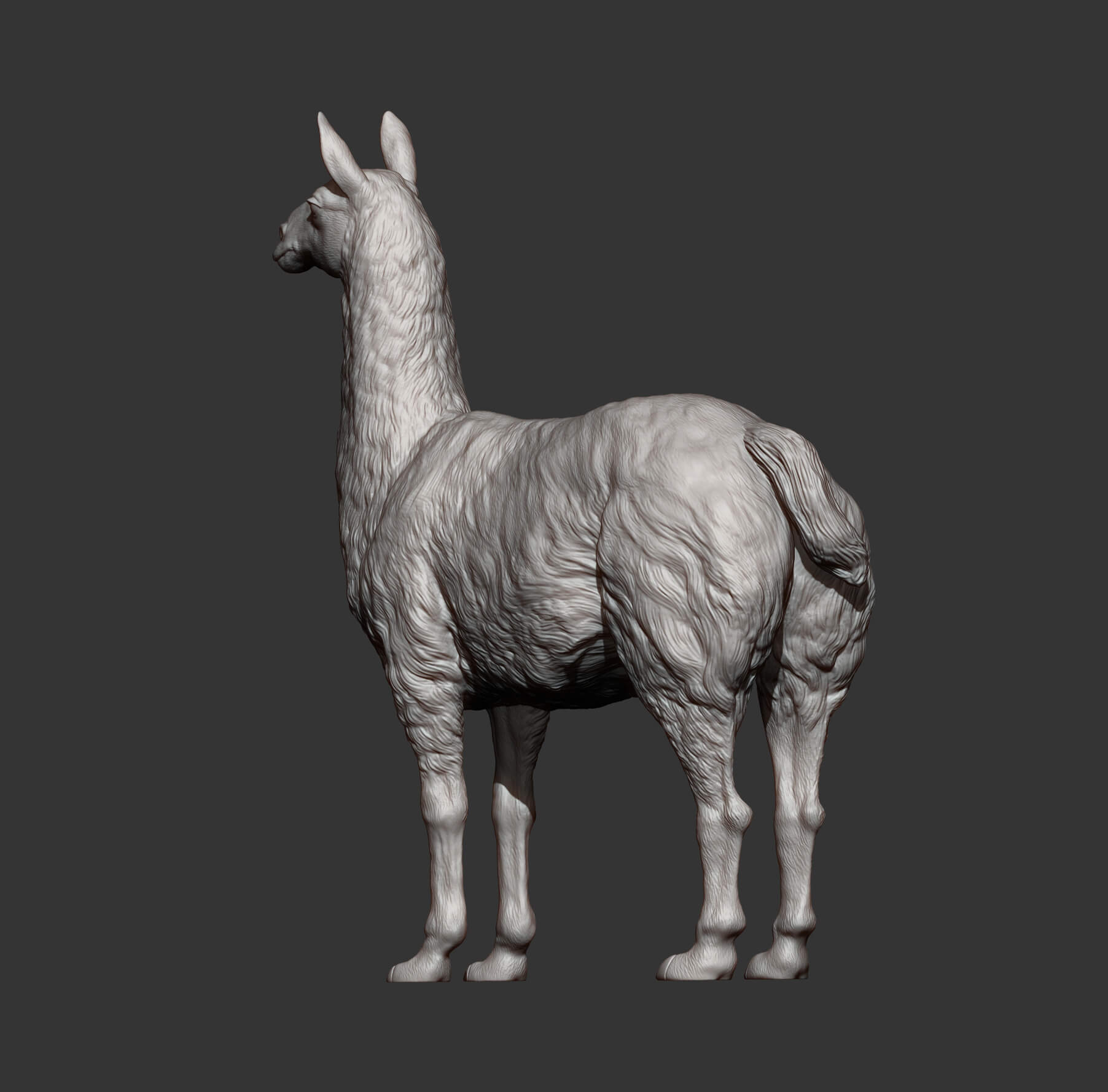 Lama 3D Print Model by Alexander3dart