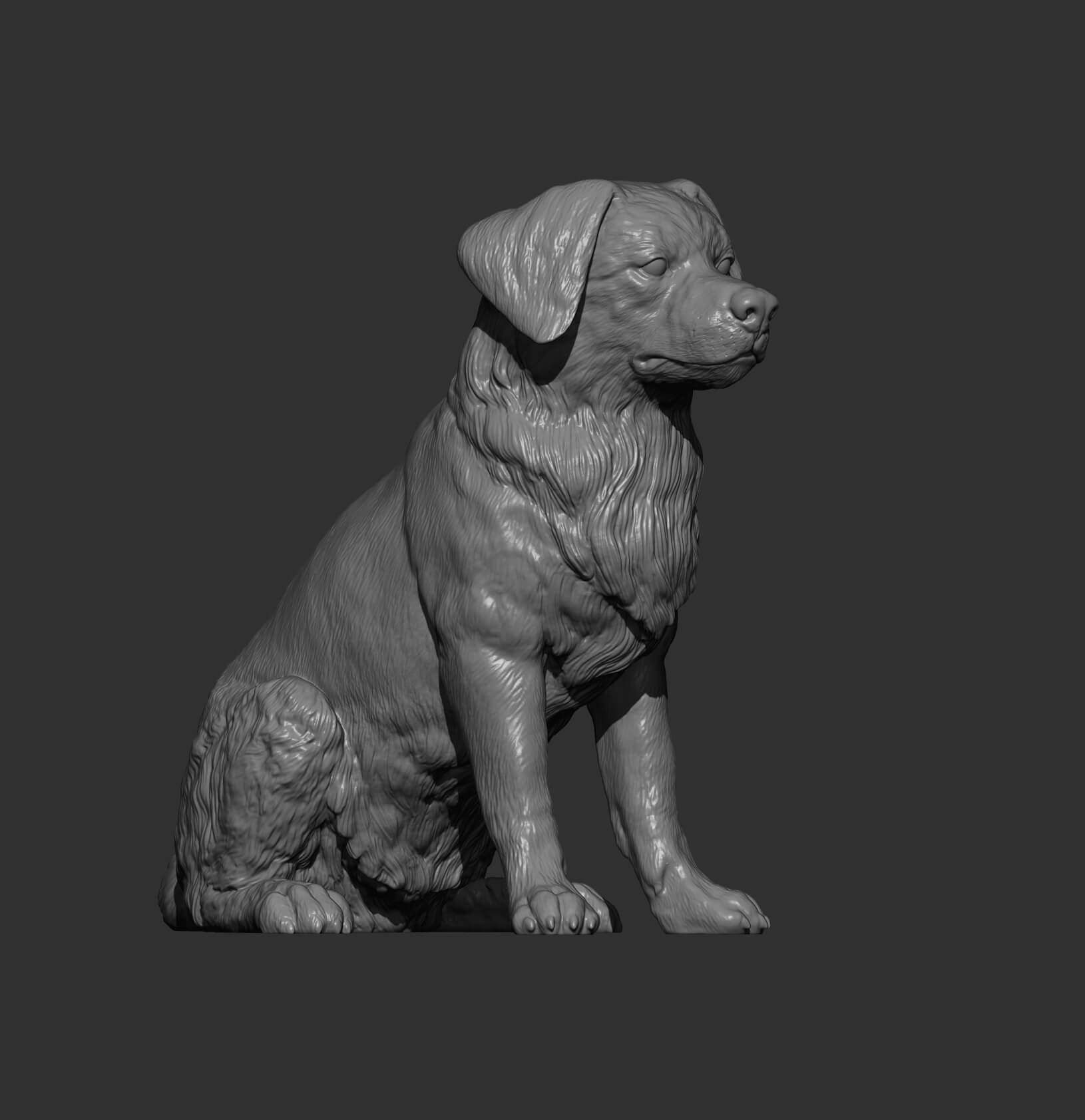 Miniature Australian Shepherd - 3D Model by Alexander3dart