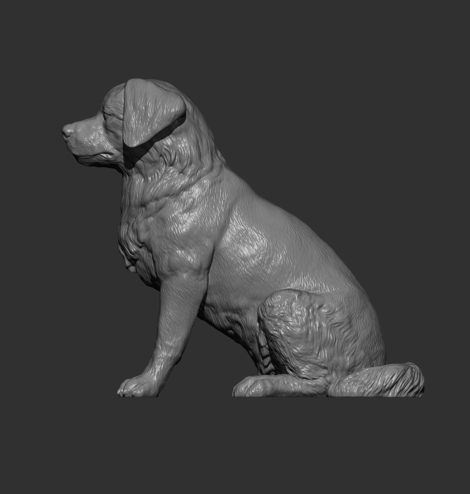 Miniature Australian Shepherd - 3D Model by Alexander3dart