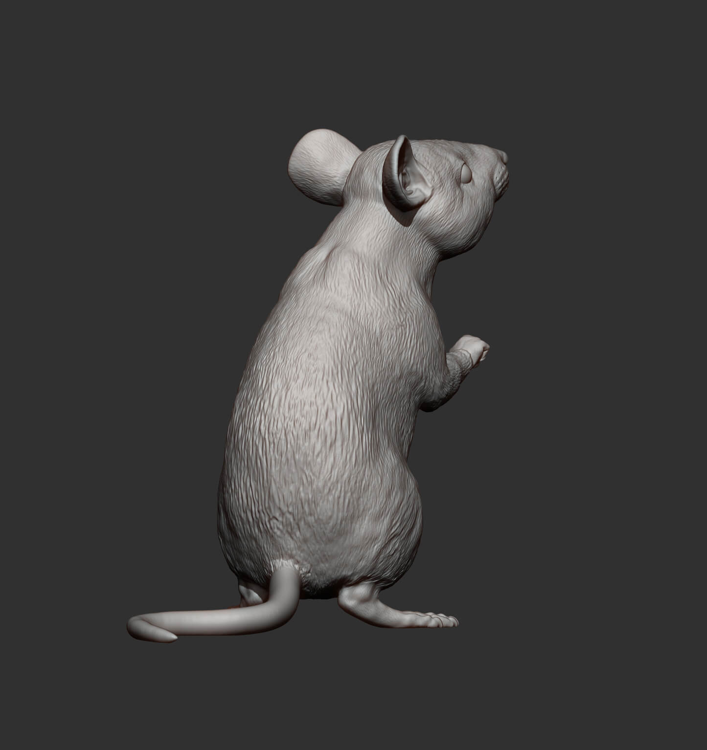 Mouse on Hind Legs - 3D Model by Alexander3dart