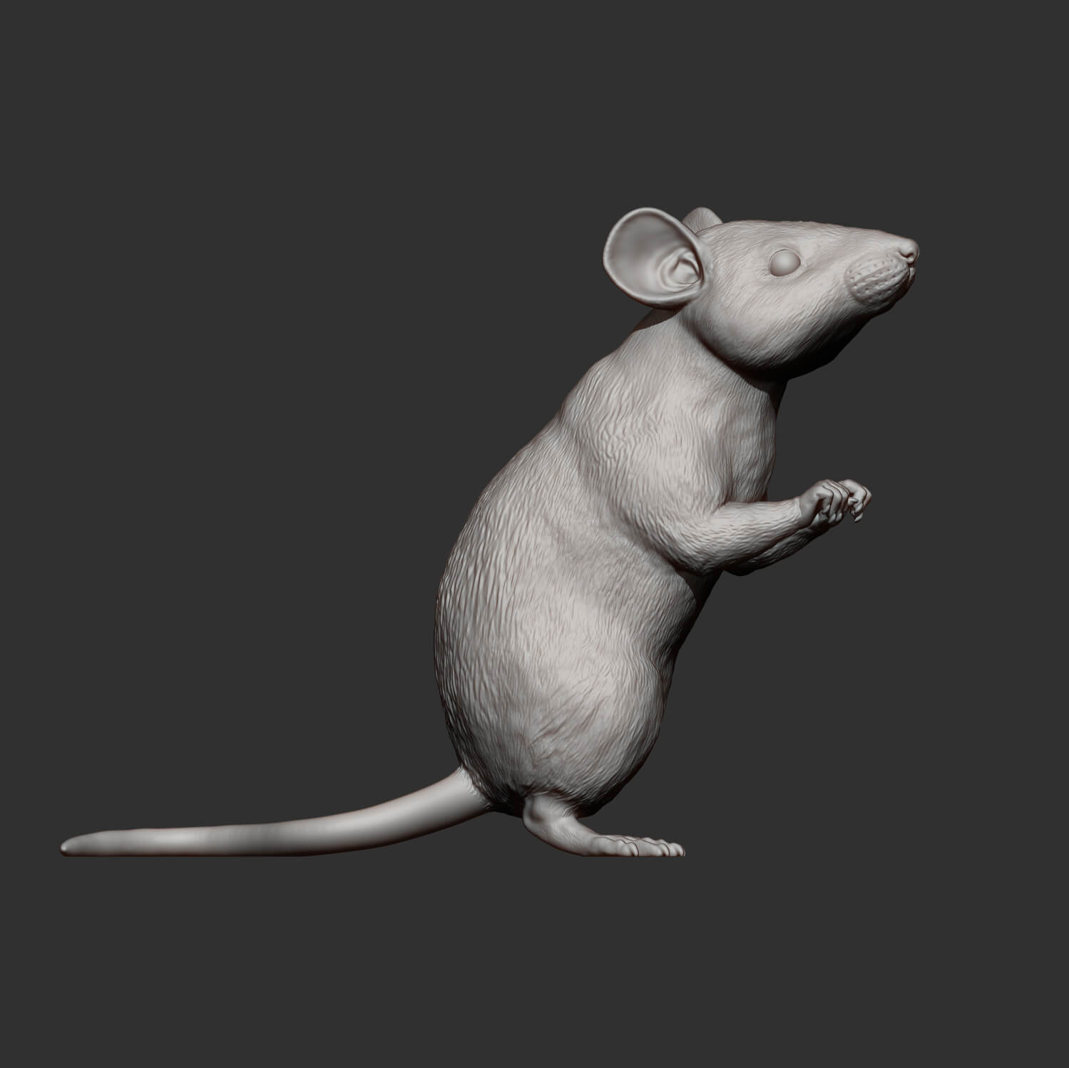 Mouse on Hind Legs - 3D Model by Alexander3dart