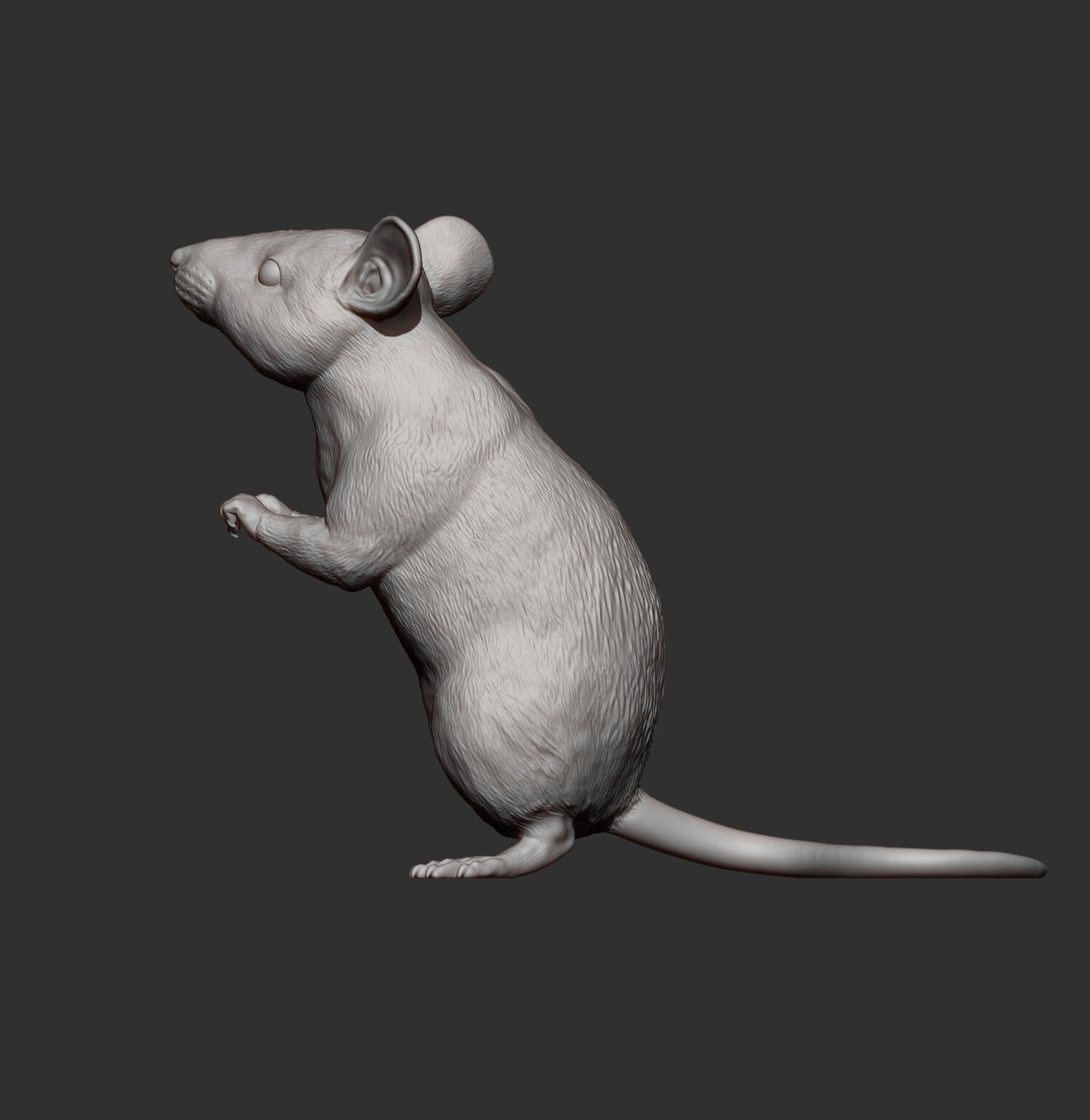 Mouse on Hind Legs - 3D Model by Alexander3dart