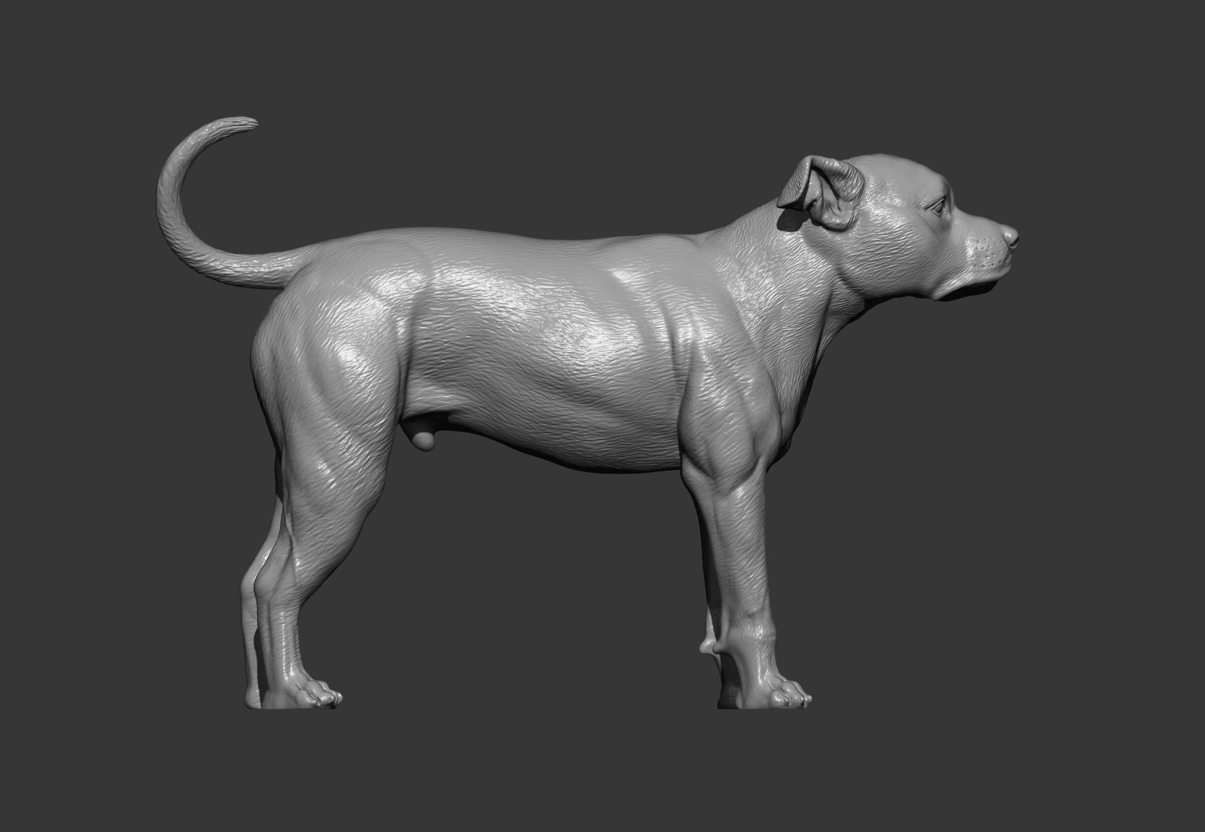 Pit Bull Sculpture - 3D Model by Alexander3dart