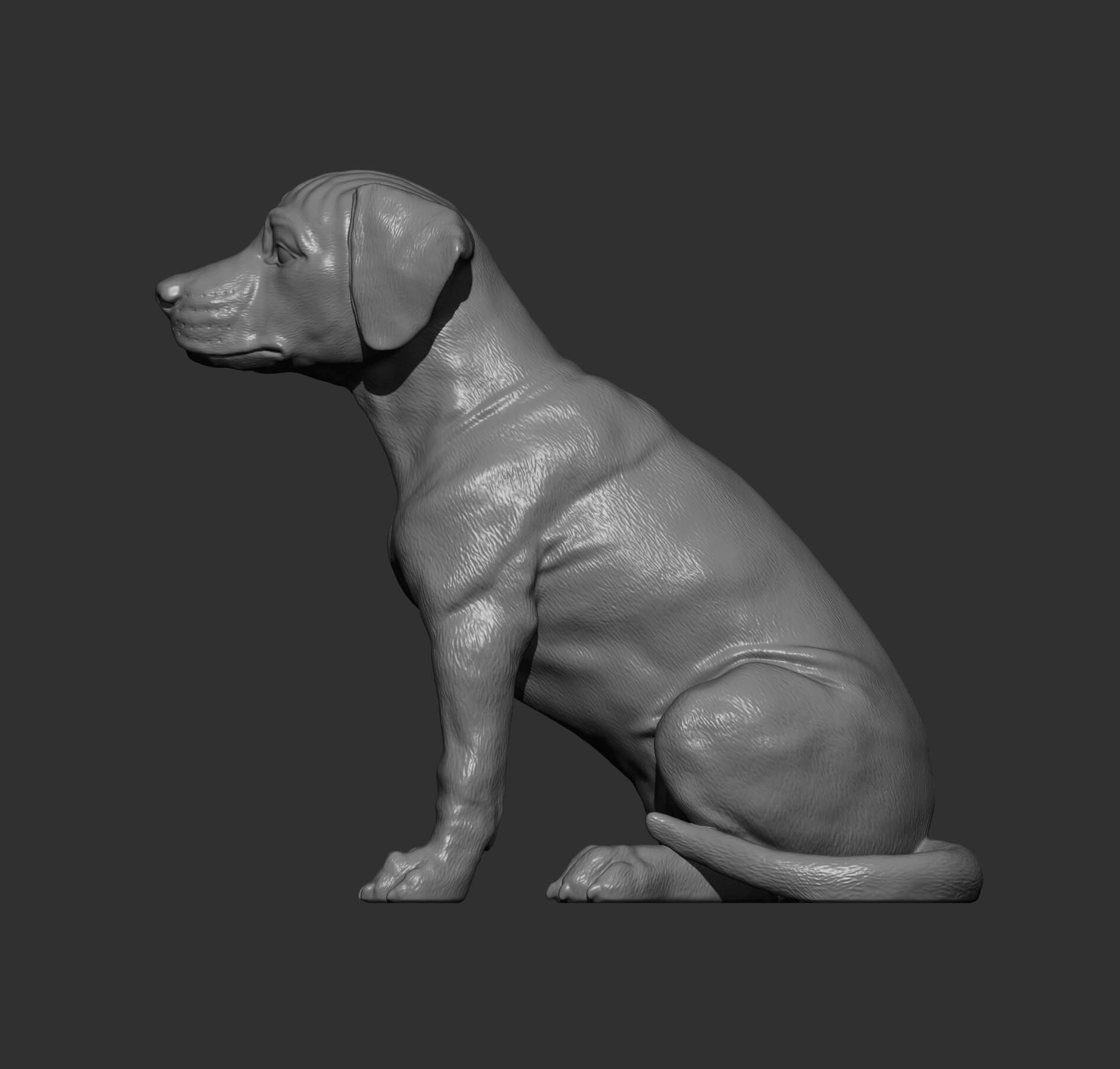 Puppy Rhodesian Ridgeback Sitting 3D Print Model by Alexander3dart