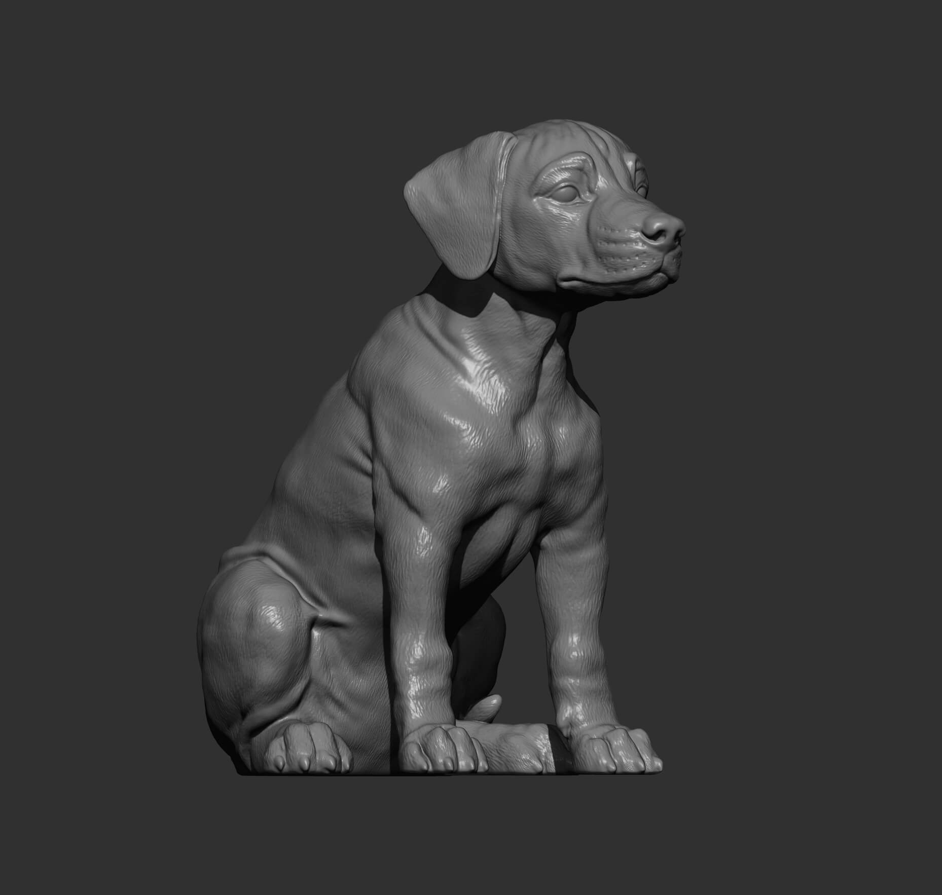 Puppy Rhodesian Ridgeback Sitting 3D Print Model by Alexander3dart