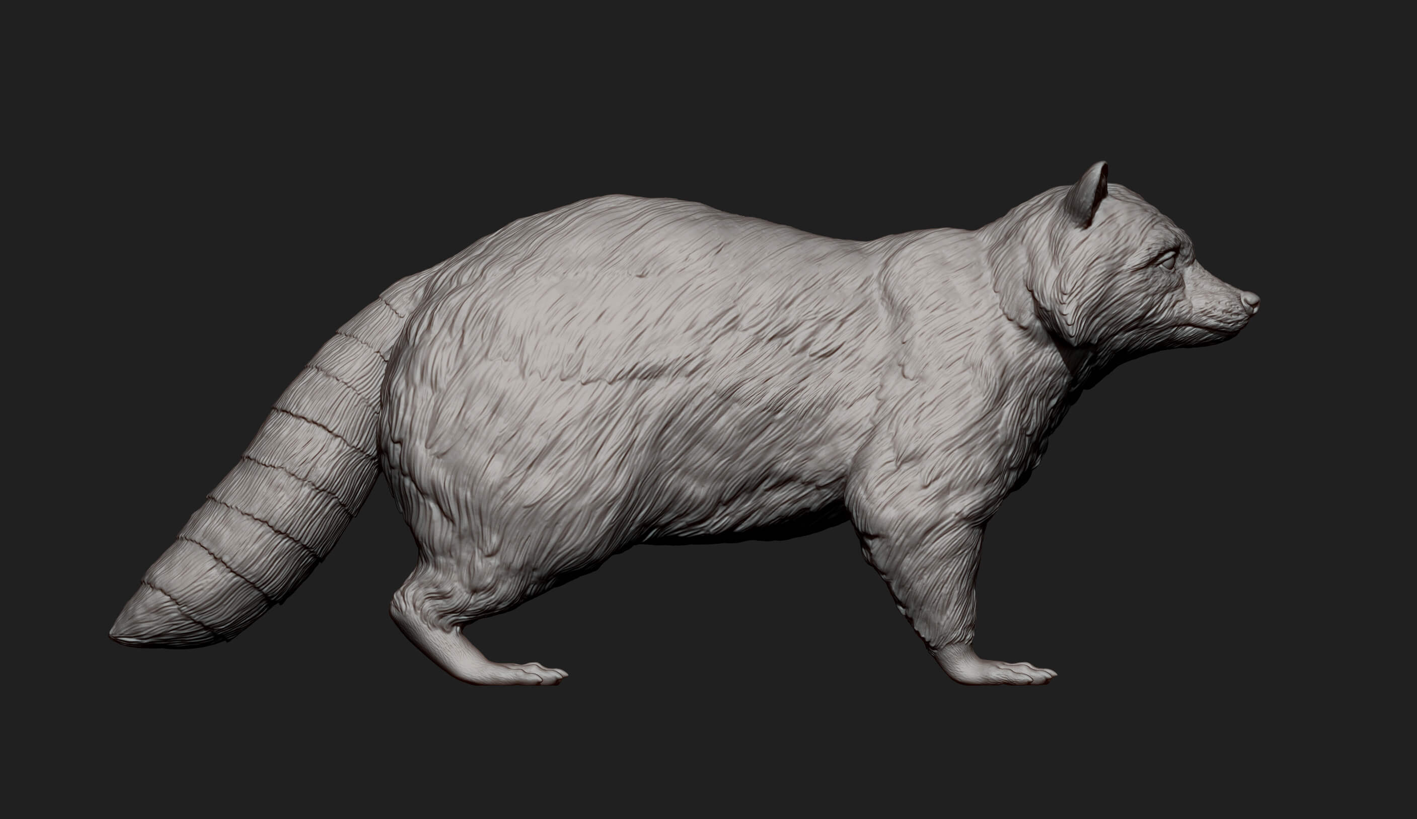 Raccoon 3D Print Model by Alexander3dart