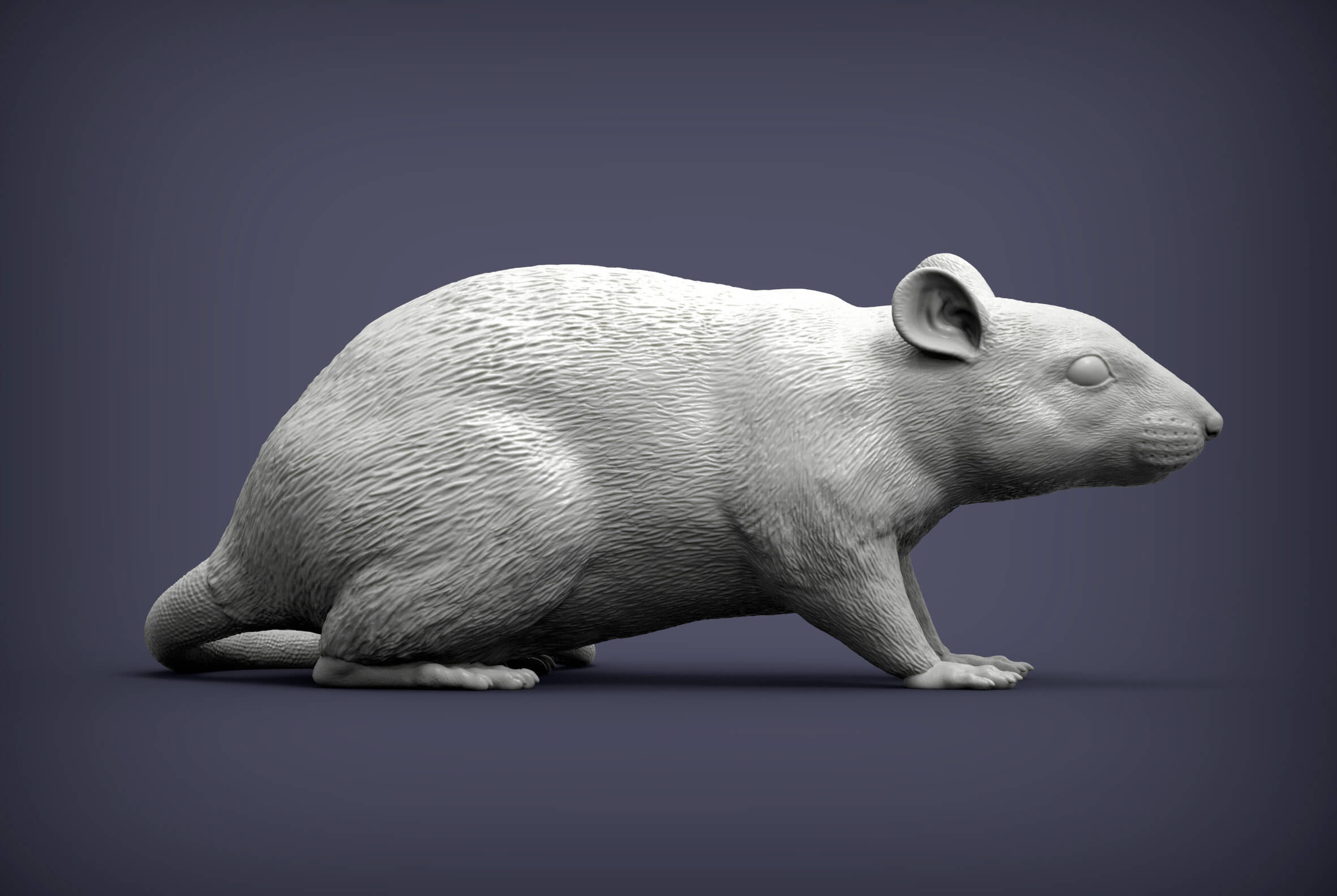 Rat 3D Print Model by Alexander3dart